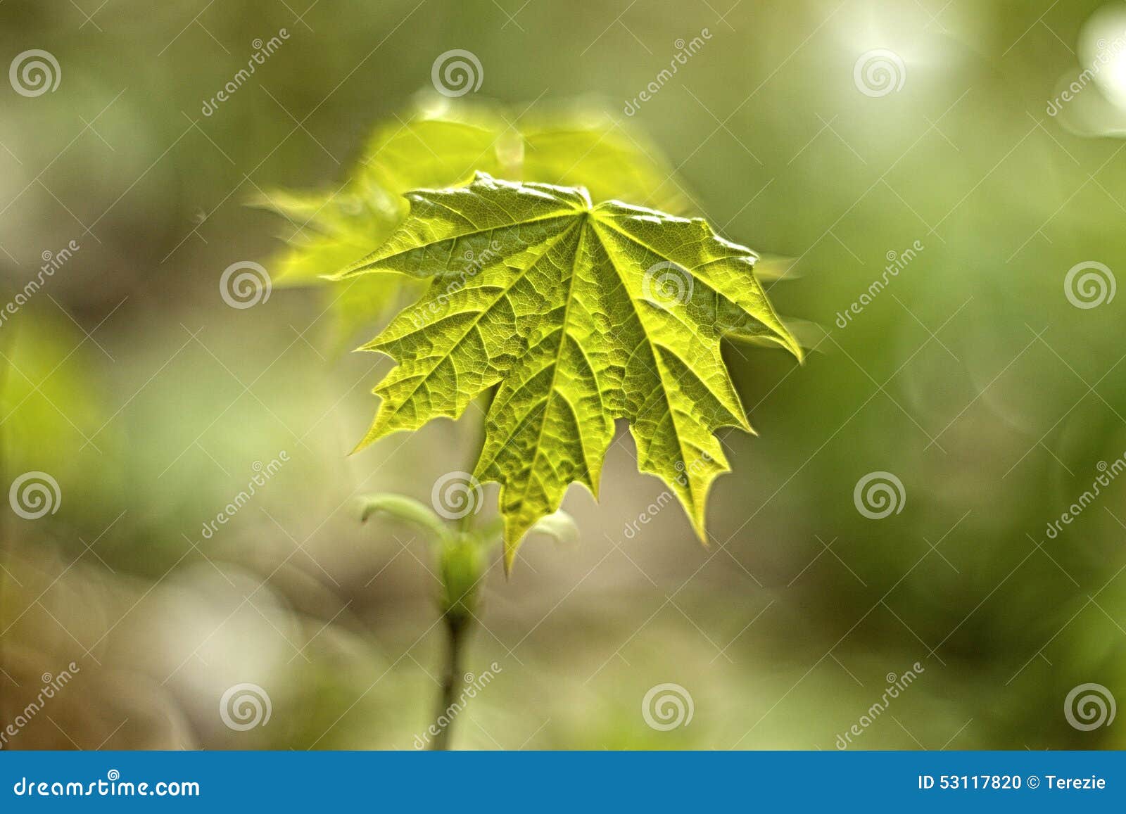 Maple tree stock photo. Image of bright, green, plant - 53117820