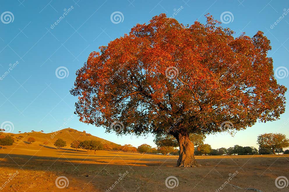 Maple Trees stock image. Image of colorful, maple, autumn - 3818443