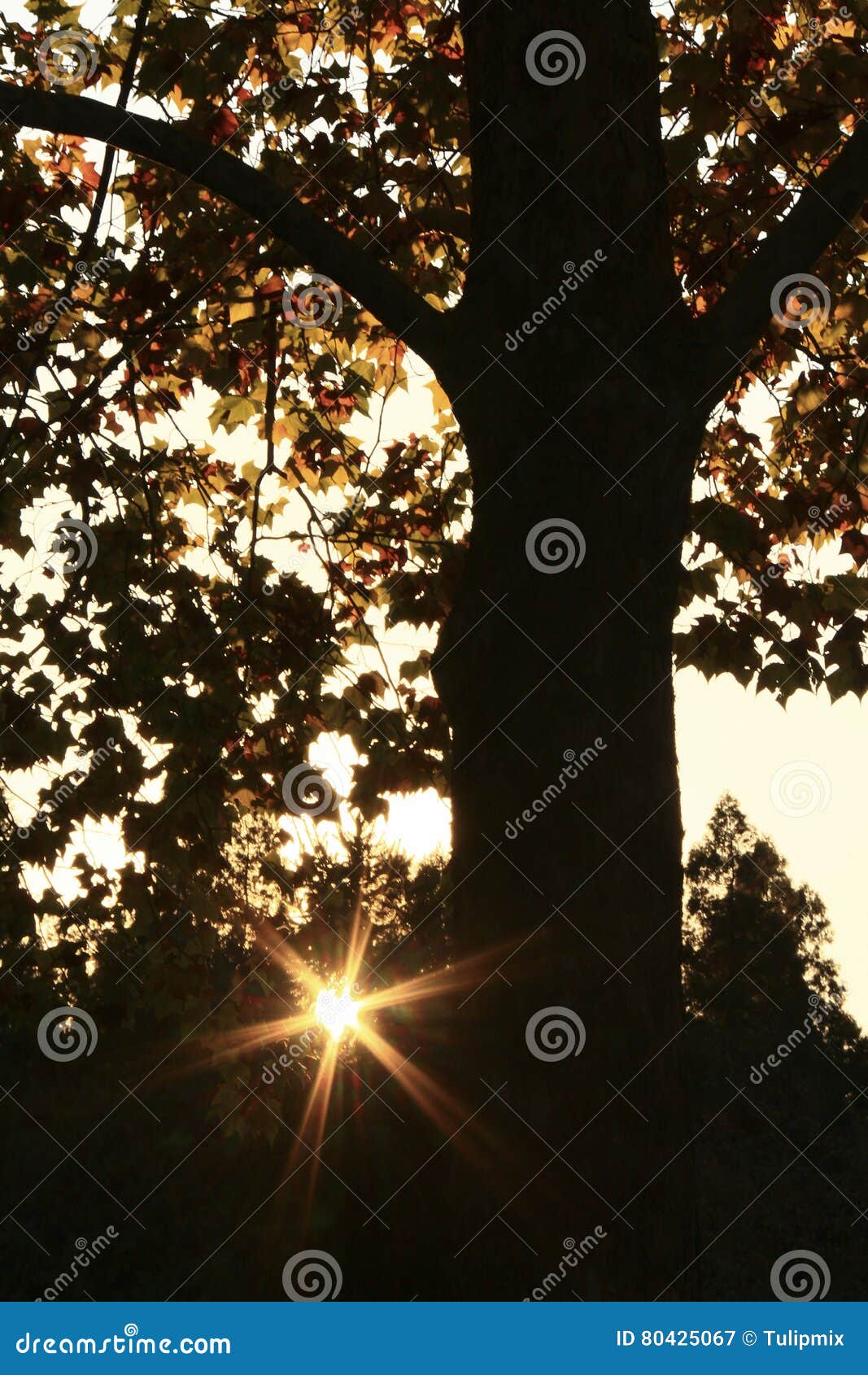 Maple trees with asterism stock image. Image of branch - 80425067