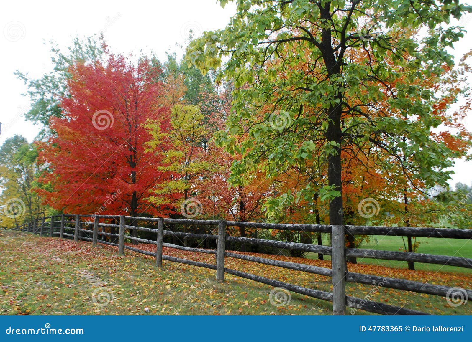 Maple Trees in Automn stock image. Image of detail, leaves - 47783365