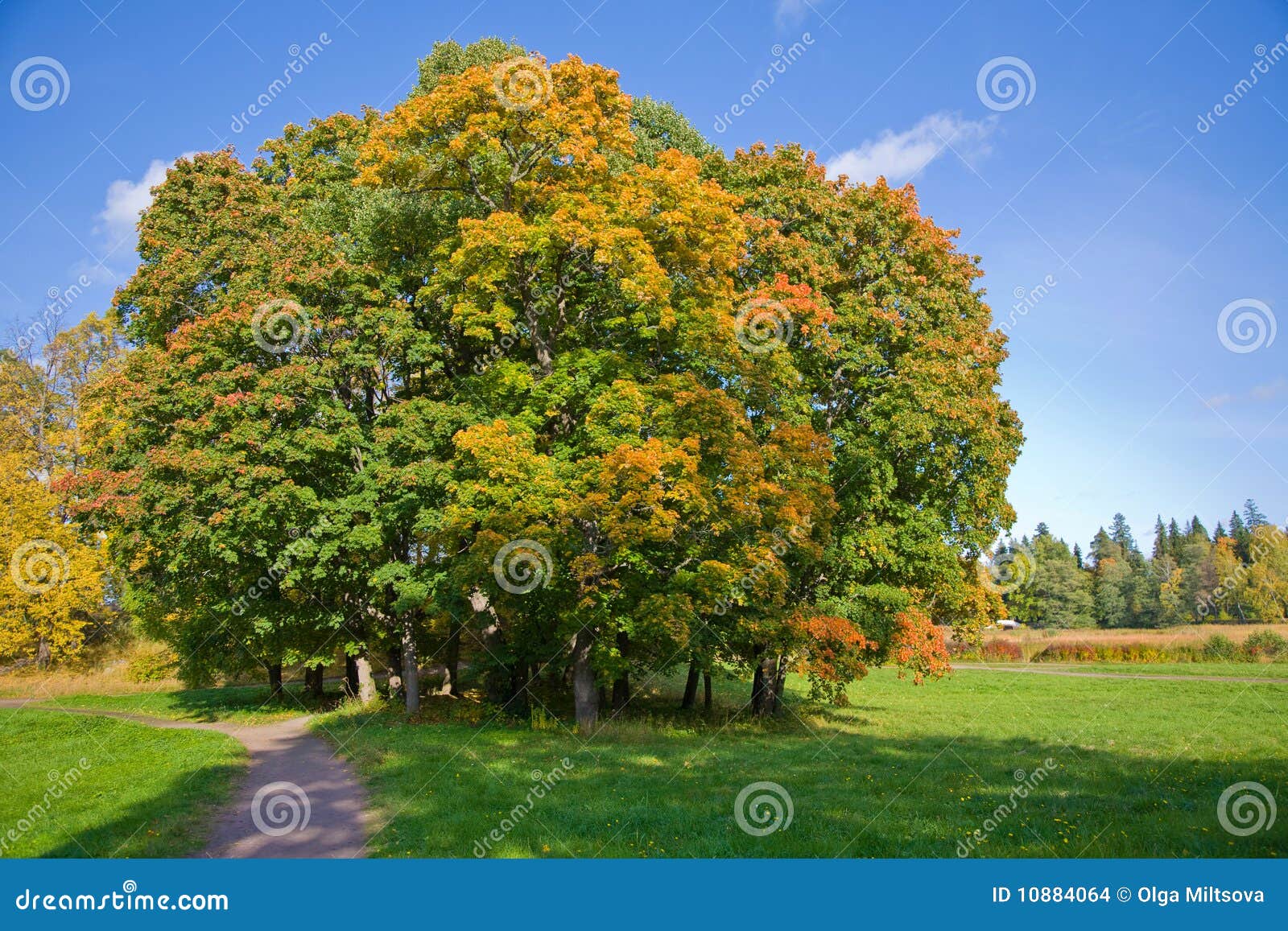 Maple trees in autumn stock photo. Image of ecological - 10884064
