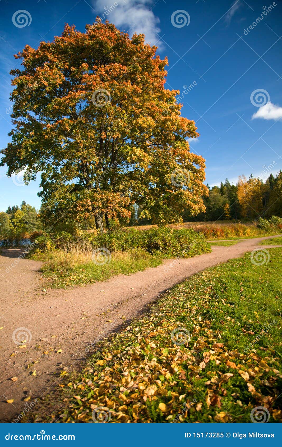 Maple trees in autumn stock image. Image of idyllic, clear - 15173285
