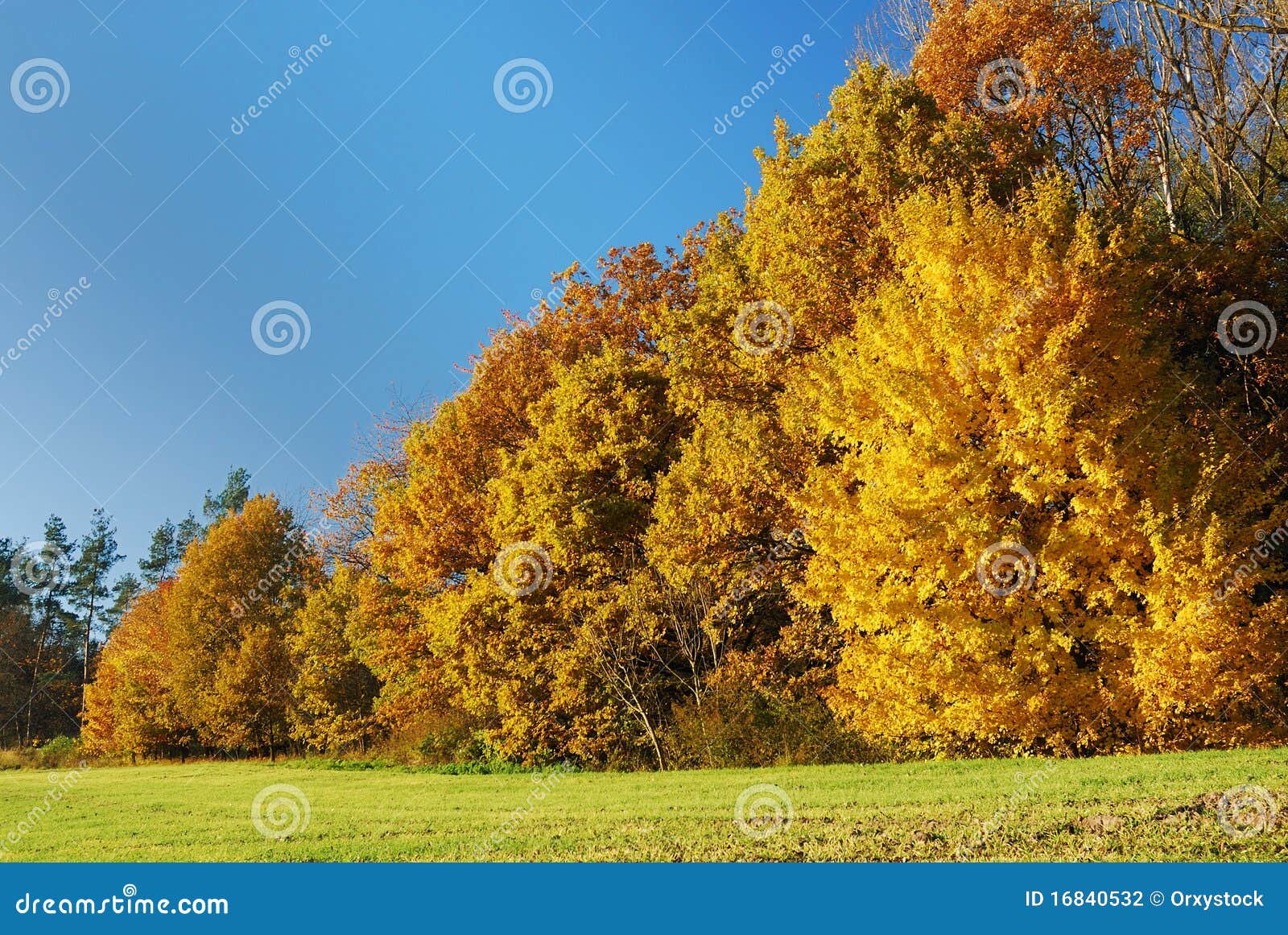 Maple Trees in Autumn stock photo. Image of green, broadleaf - 16840532