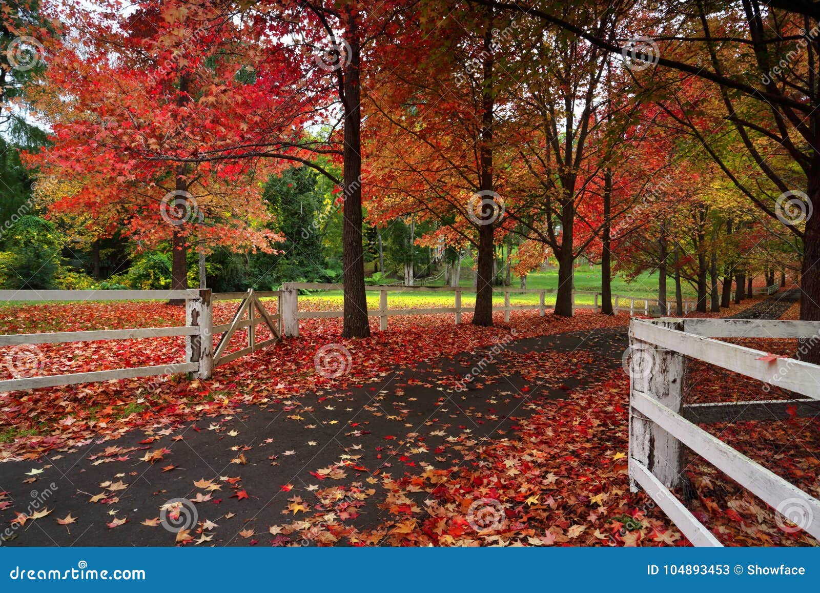 Maple trees in Autumn stock image. Image of nature, countryside - 104893453