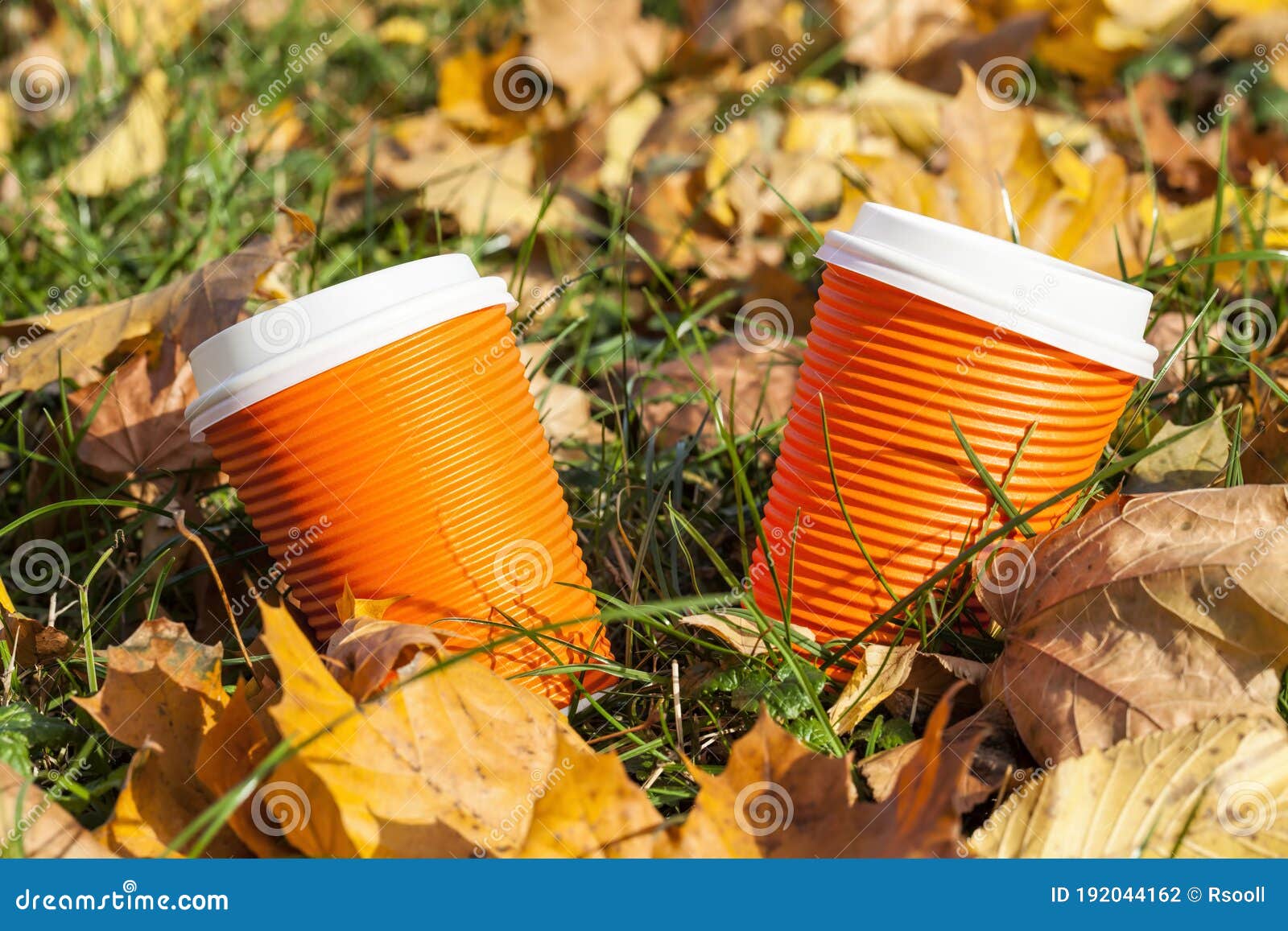 Maple trees during autumn stock photo. Image of beautiful - 192044162
