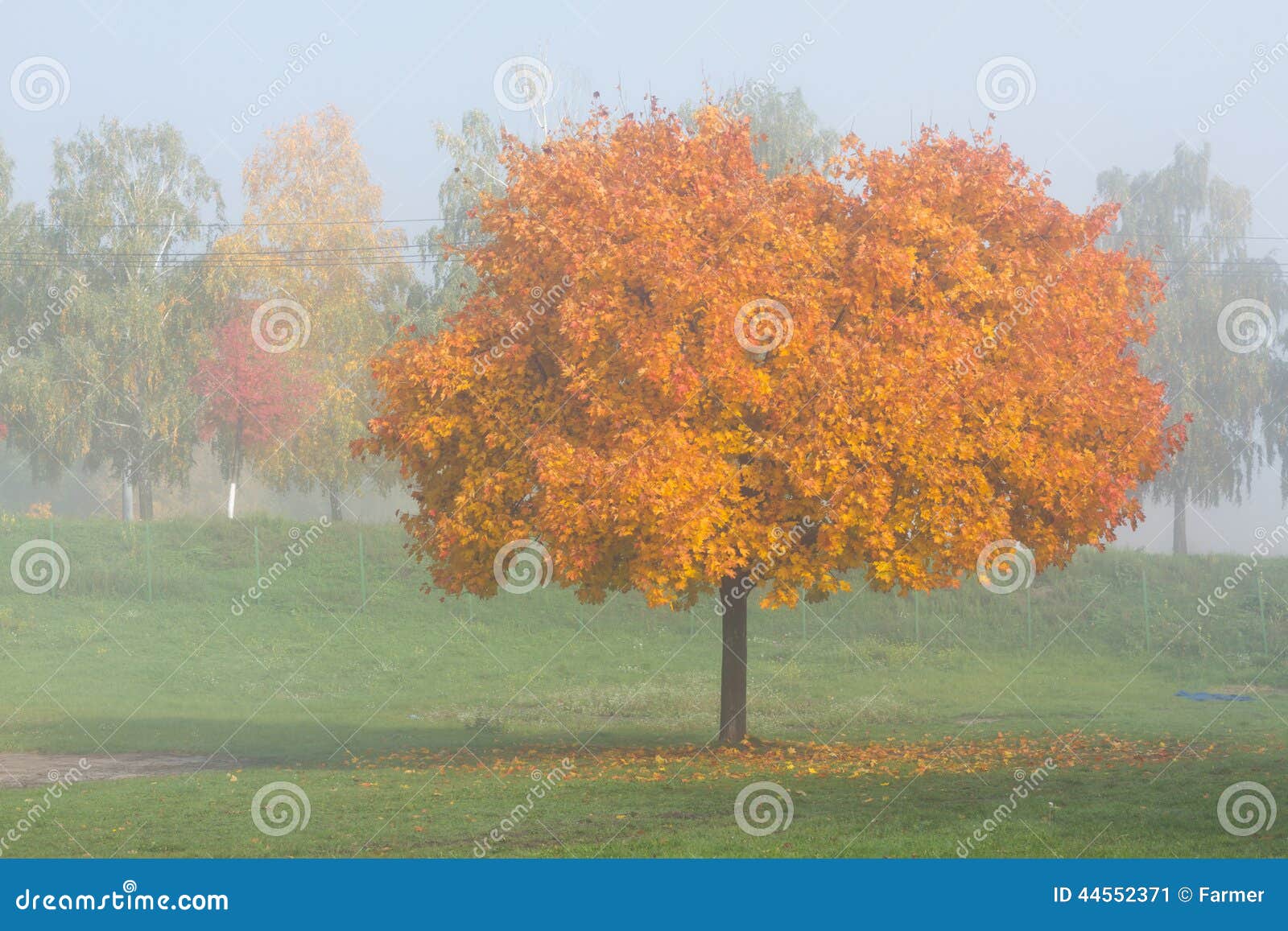 Maple trees in autumn stock image. Image of branch, mist - 44552371