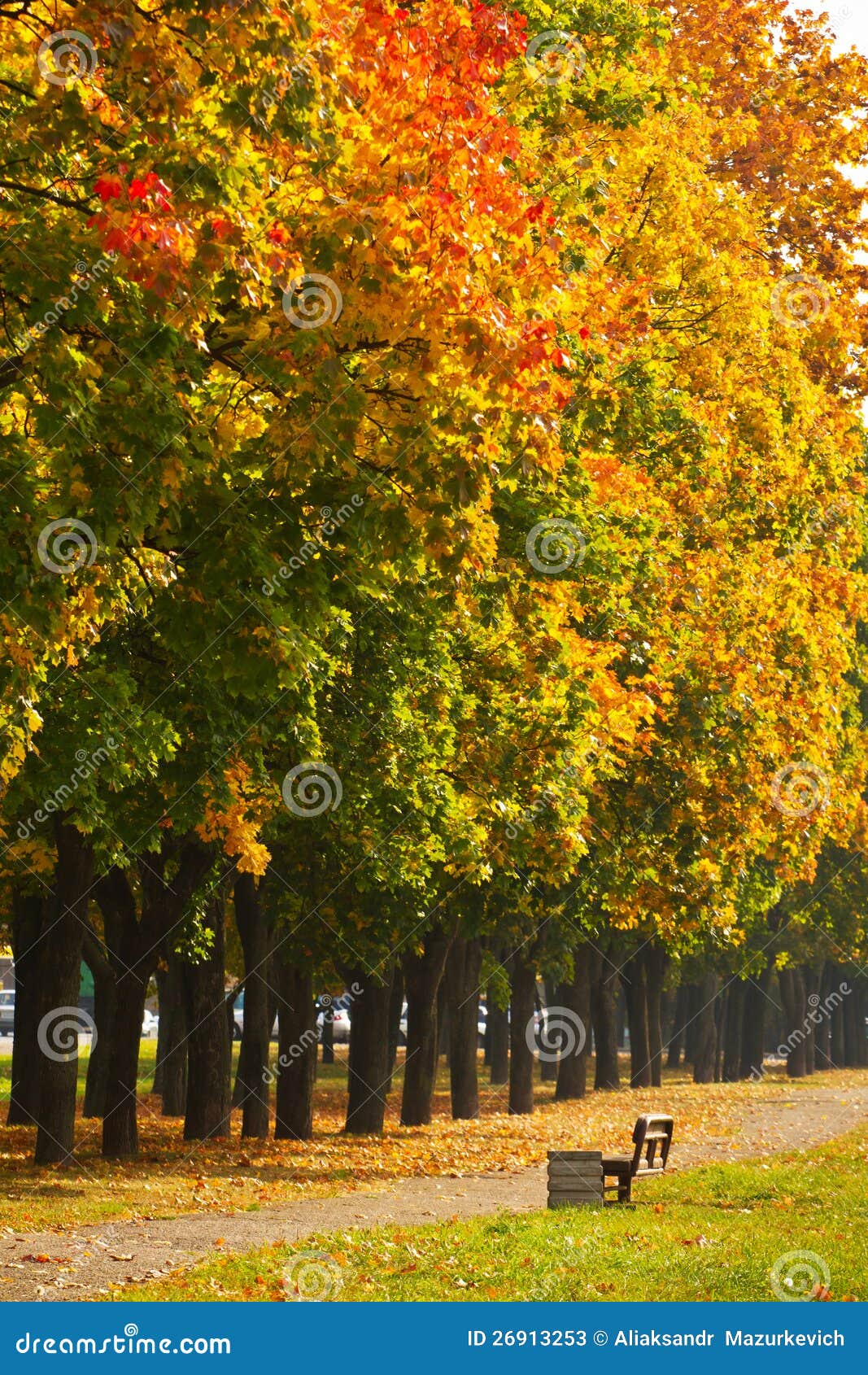 Maple Trees in the Autumn Park Stock Image - Image of natural, carpet ...