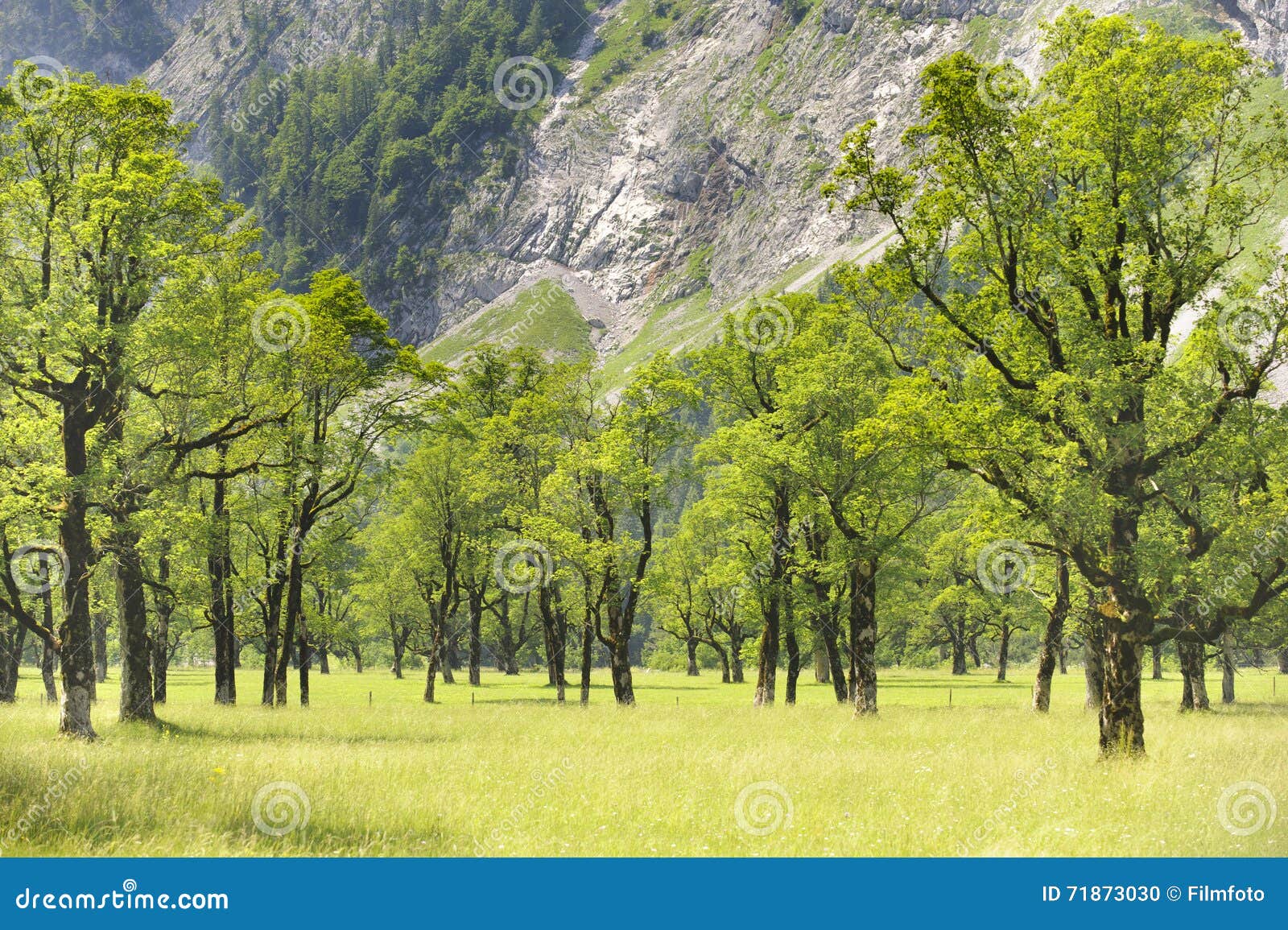 Maple trees in Bavaria stock photo. Image of scenery - 71873030