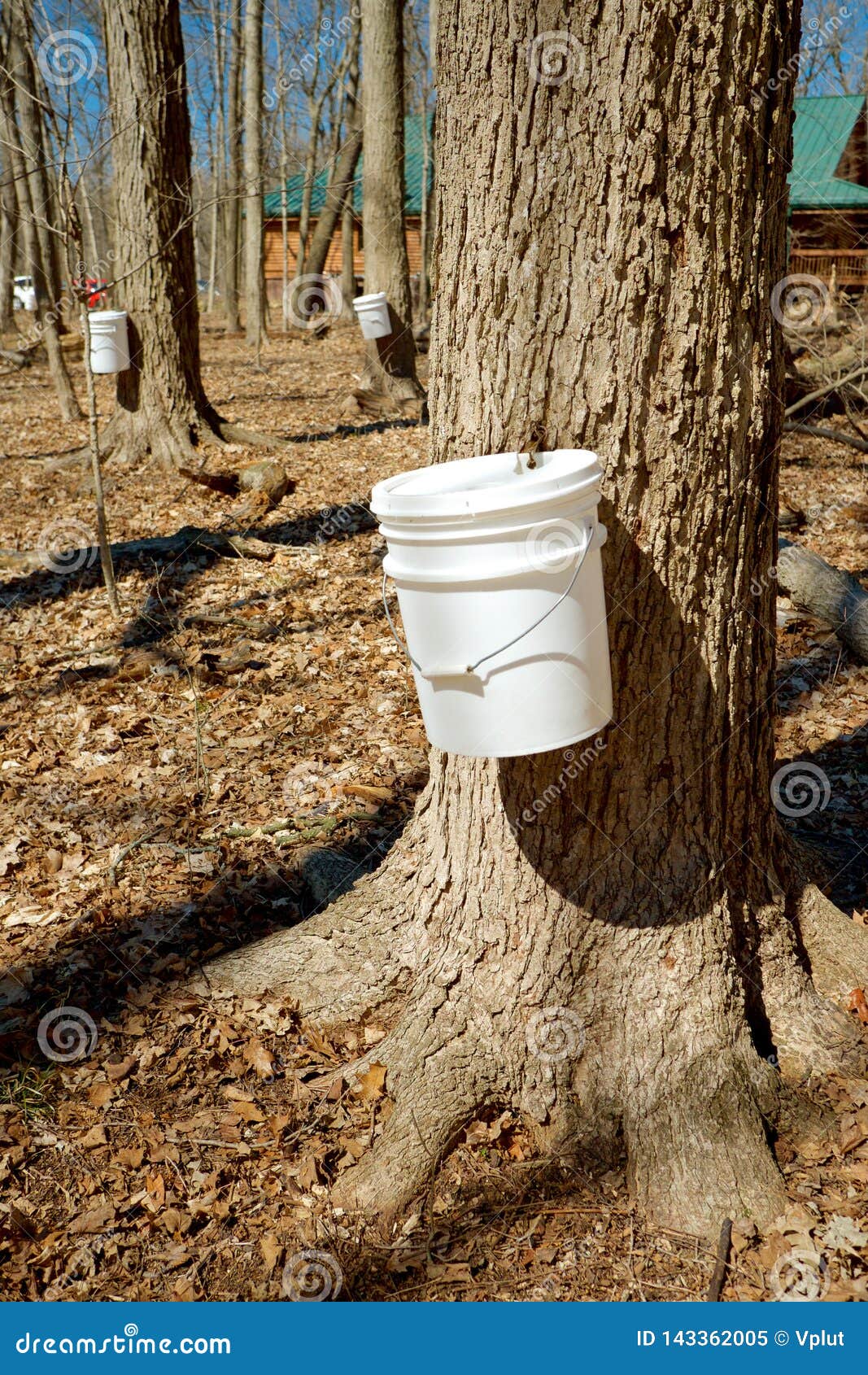 Maple Trees Being Tapped for Syrup in Spring Stock Image - Image of ...