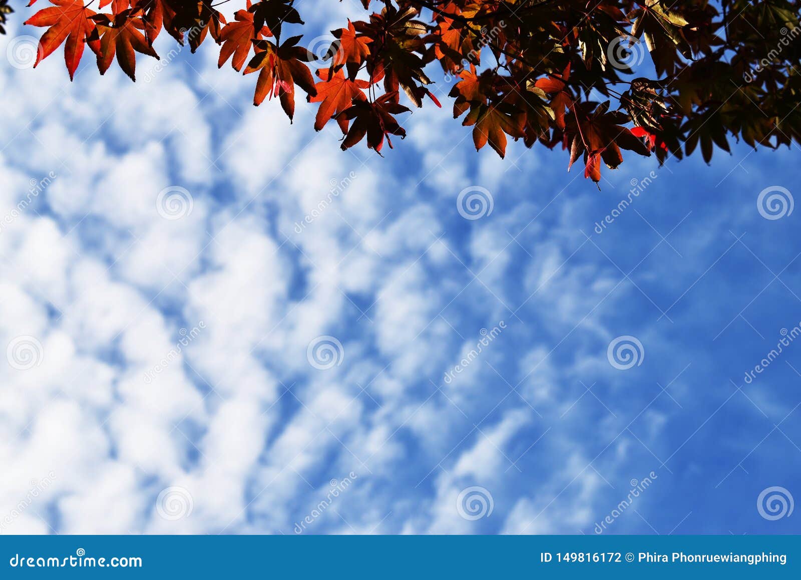 Maple Trees and Blue Sky with Clouds Stock Photo - Image of park ...