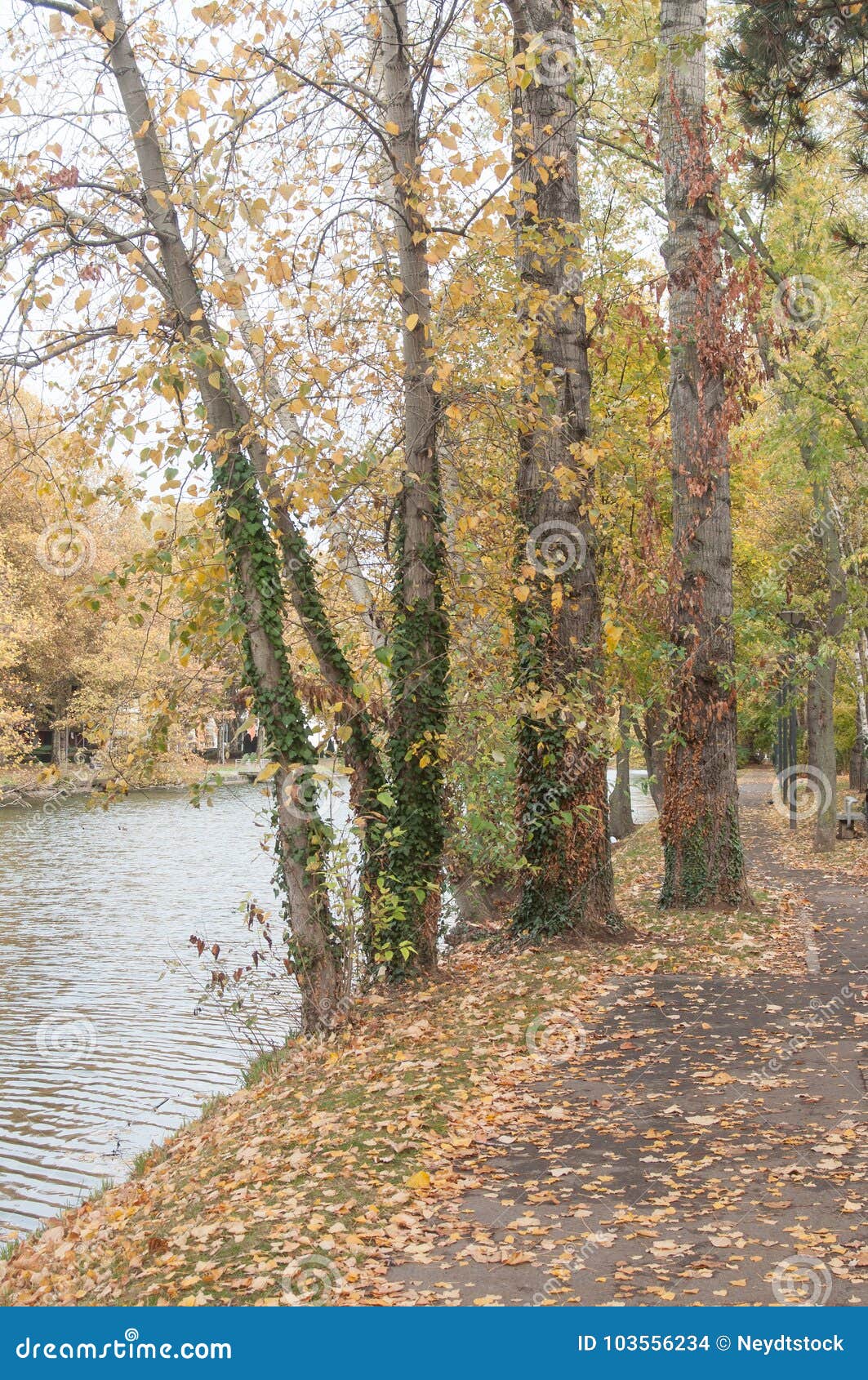 Maple Trees in Border Water Stock Photo - Image of deciduous, beautiful ...