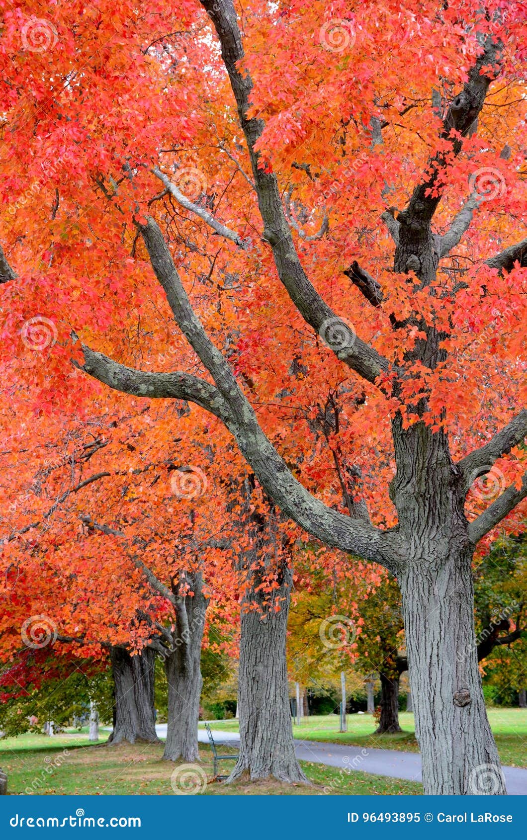 Maple trees stock image. Image of driveway, orange, lining - 96493895