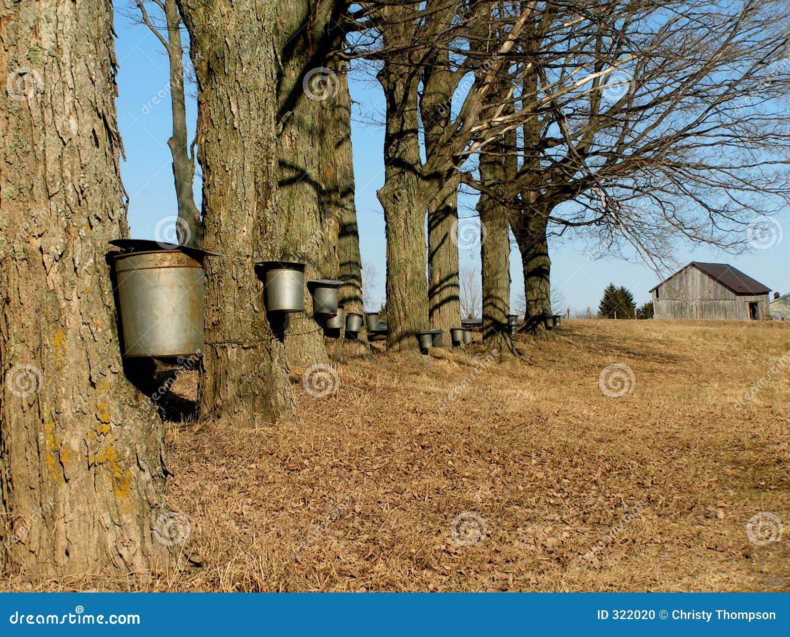 Buckets Collecting Sap Hanging From Trunk Of Maple Tree Royalty-Free ...