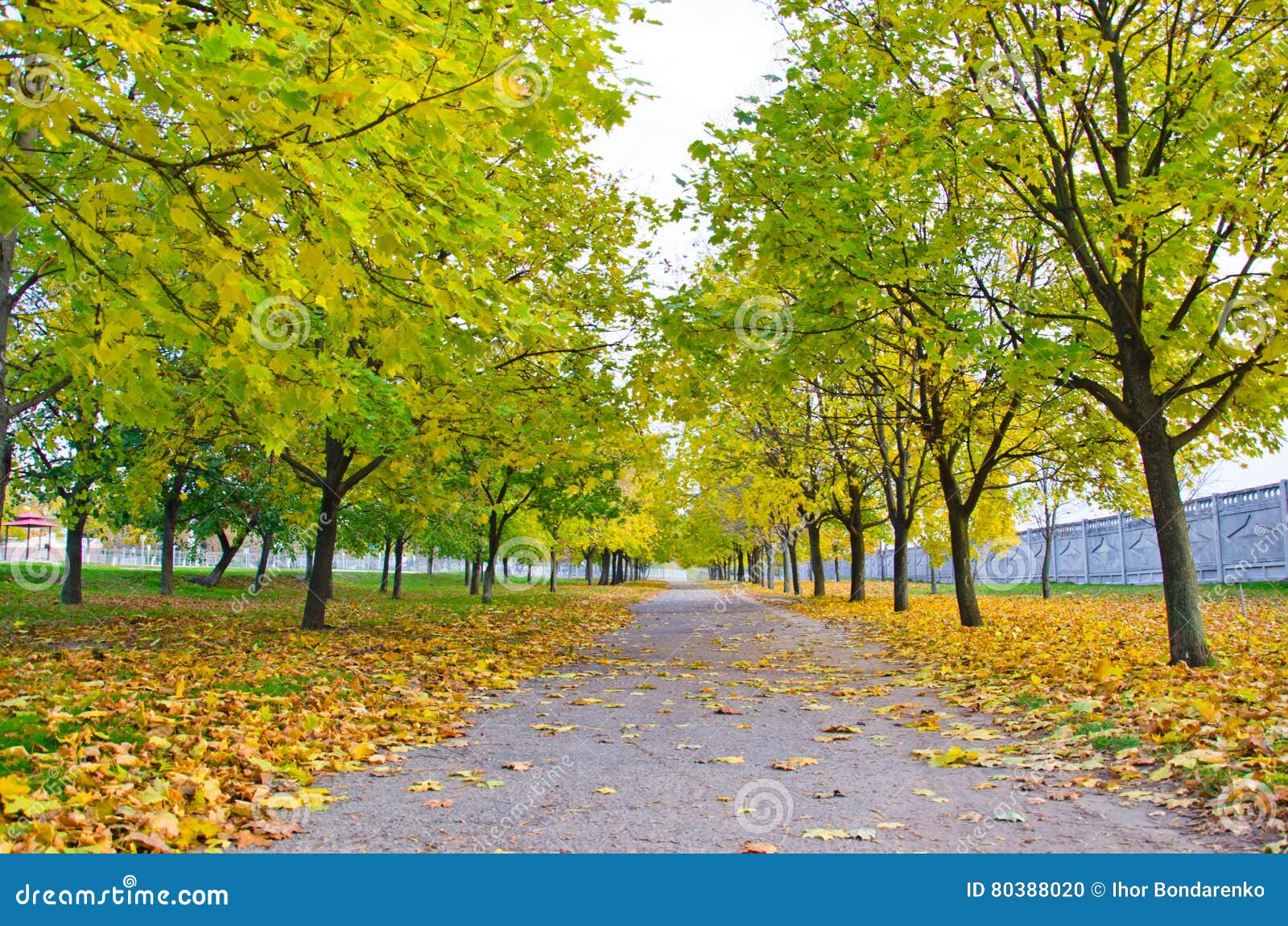 Maple Trees in City Park on Autumn Stock Photo - Image of maple, blue ...
