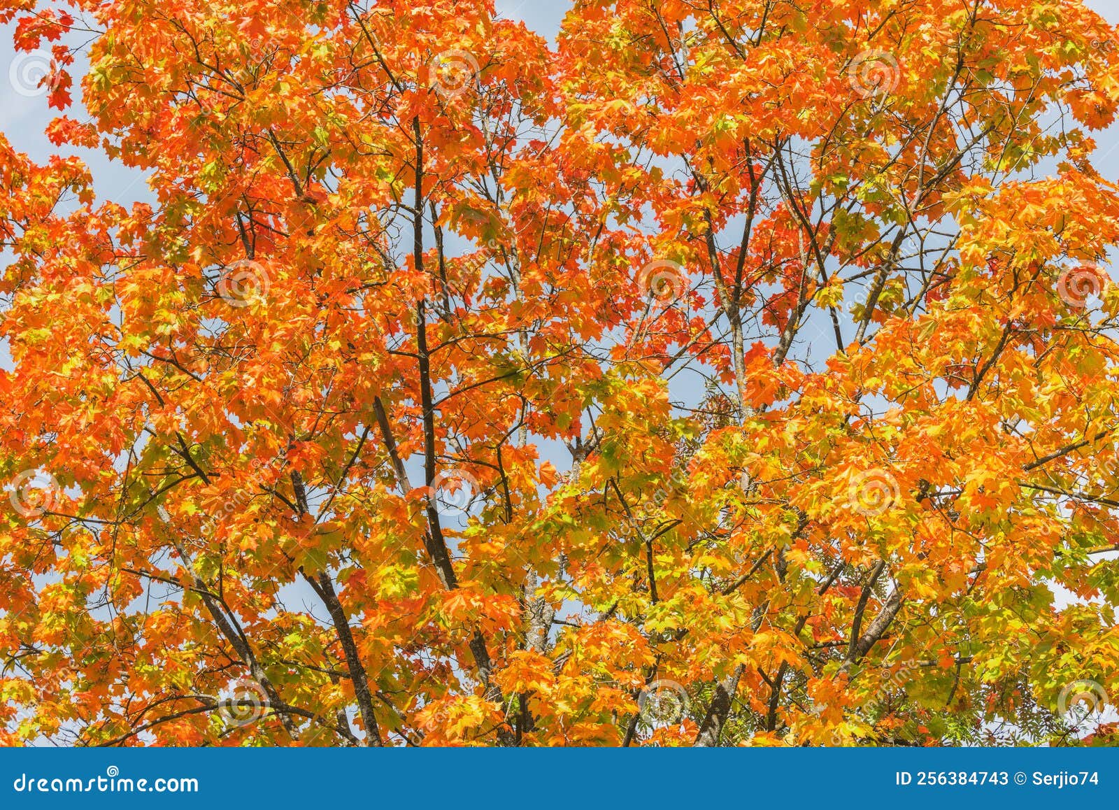 Maple Trees in the City Park at Autumn Day Stock Image - Image of ...