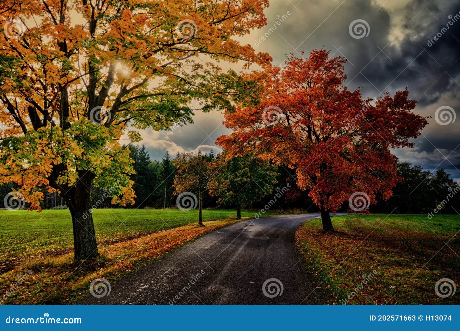Maple Trees with Colored Leafs Along Asphalt Road at Autumn/fall ...