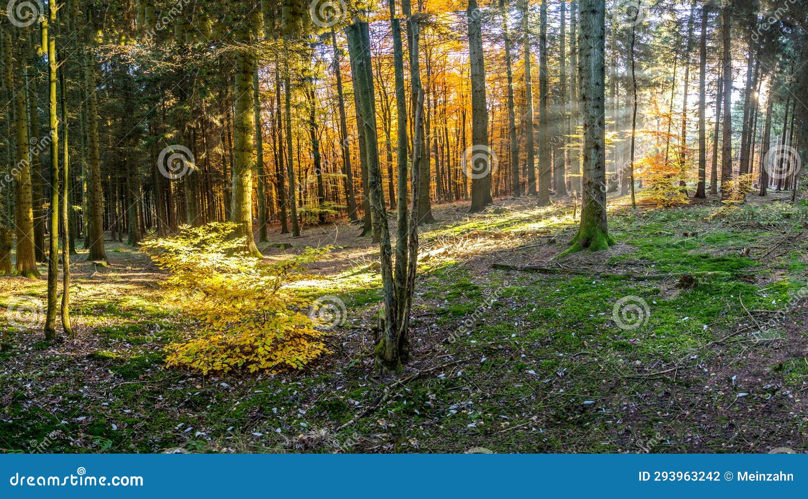 Maple Trees Crowns with Green Foliage in Indian Summer Stock Photo ...