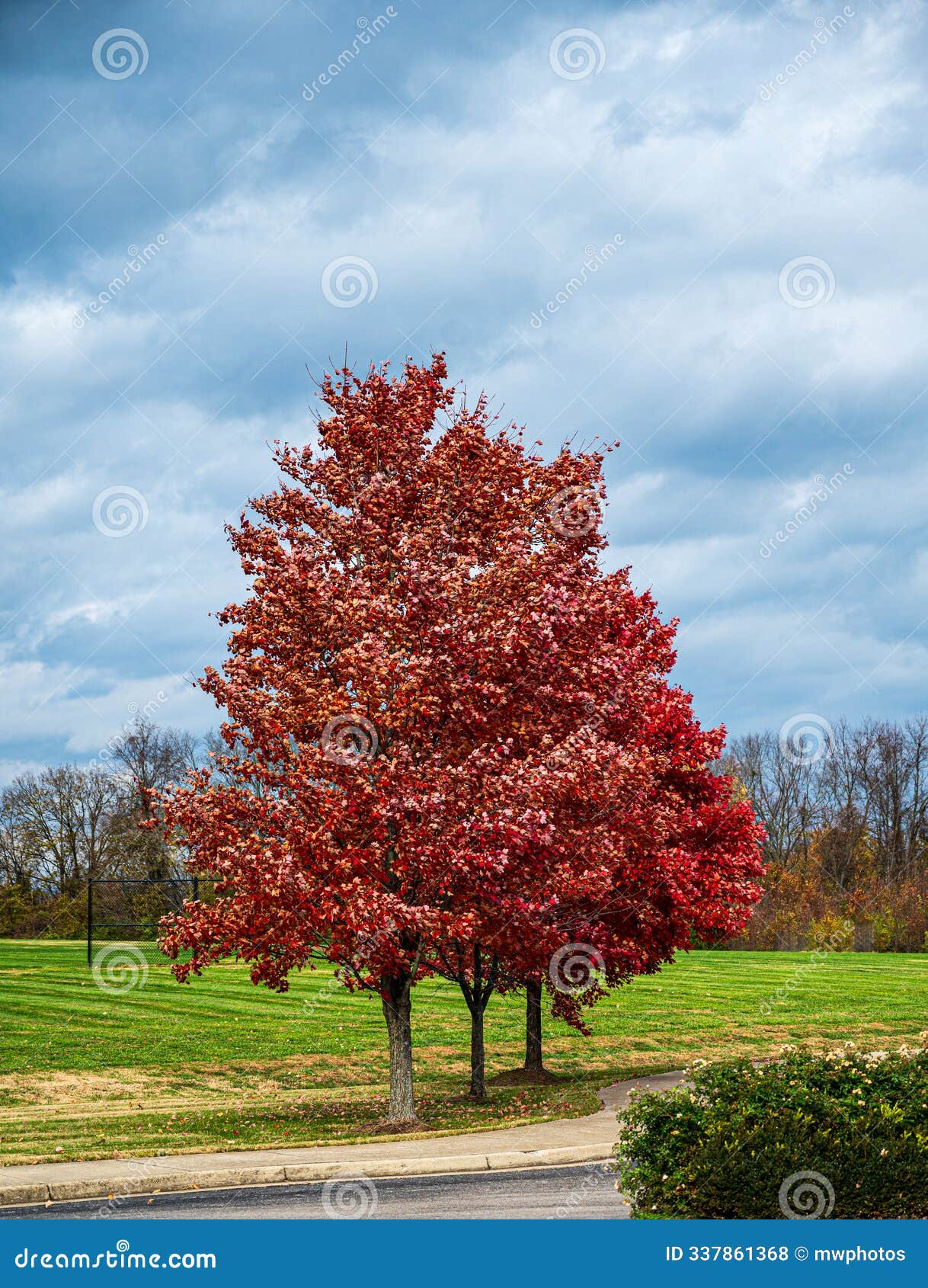 Maple Trees in Fall Colors Against Mowed Grass Stock Photo - Image of ...