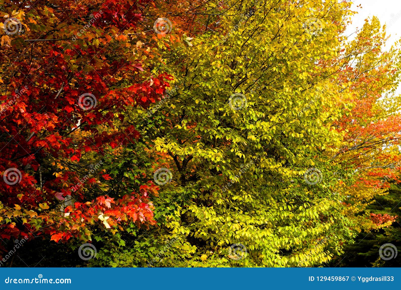Maple Trees during Fall Foliage Stock Image - Image of colorful, season ...