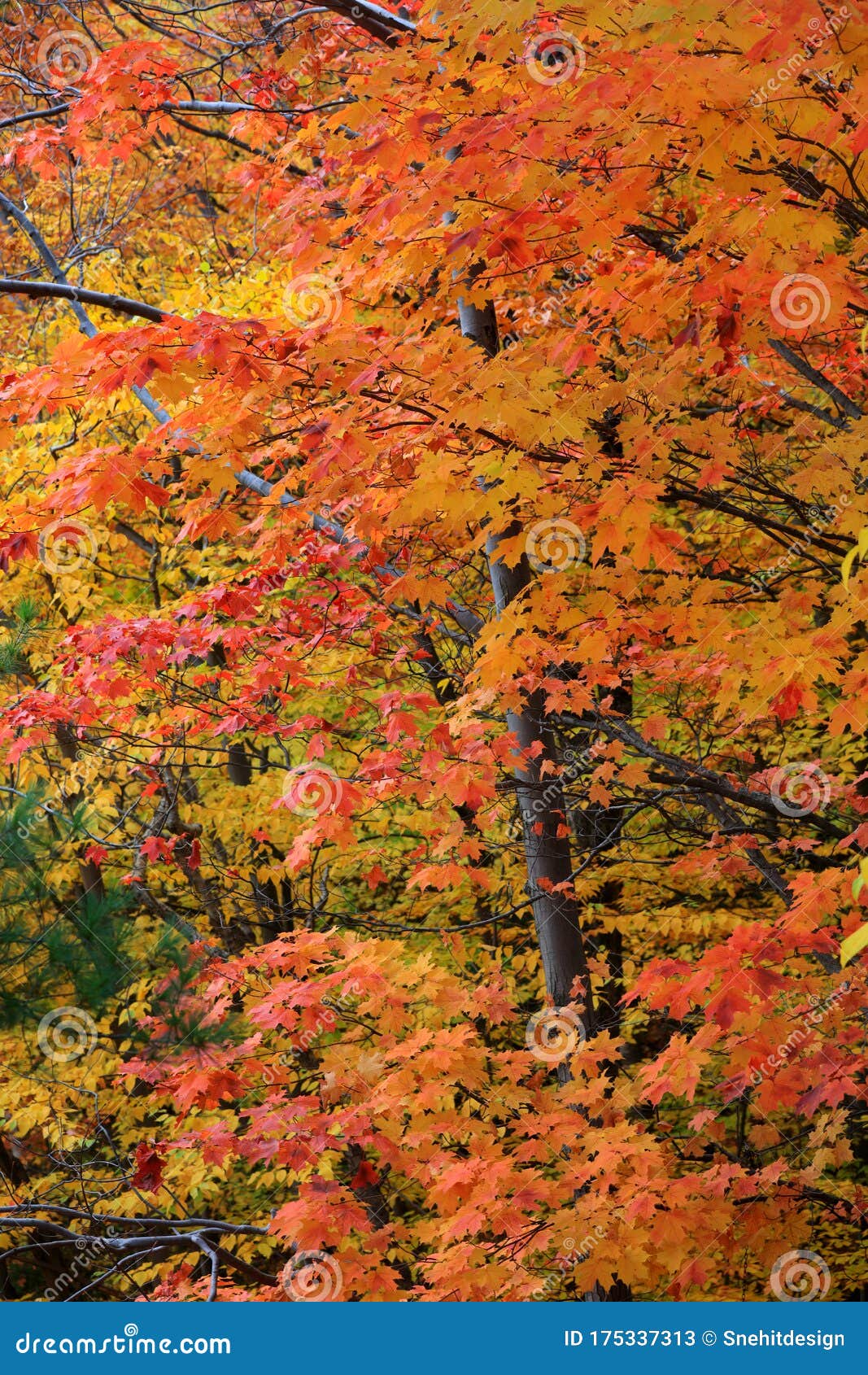 Maple Trees Filled Frame For Background Use Royalty-Free Stock Photo ...