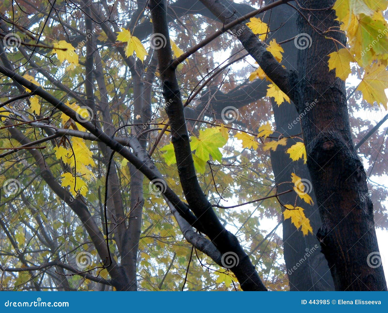 Maple trees in fog stock image. Image of hazy, rainy, foliage - 443985