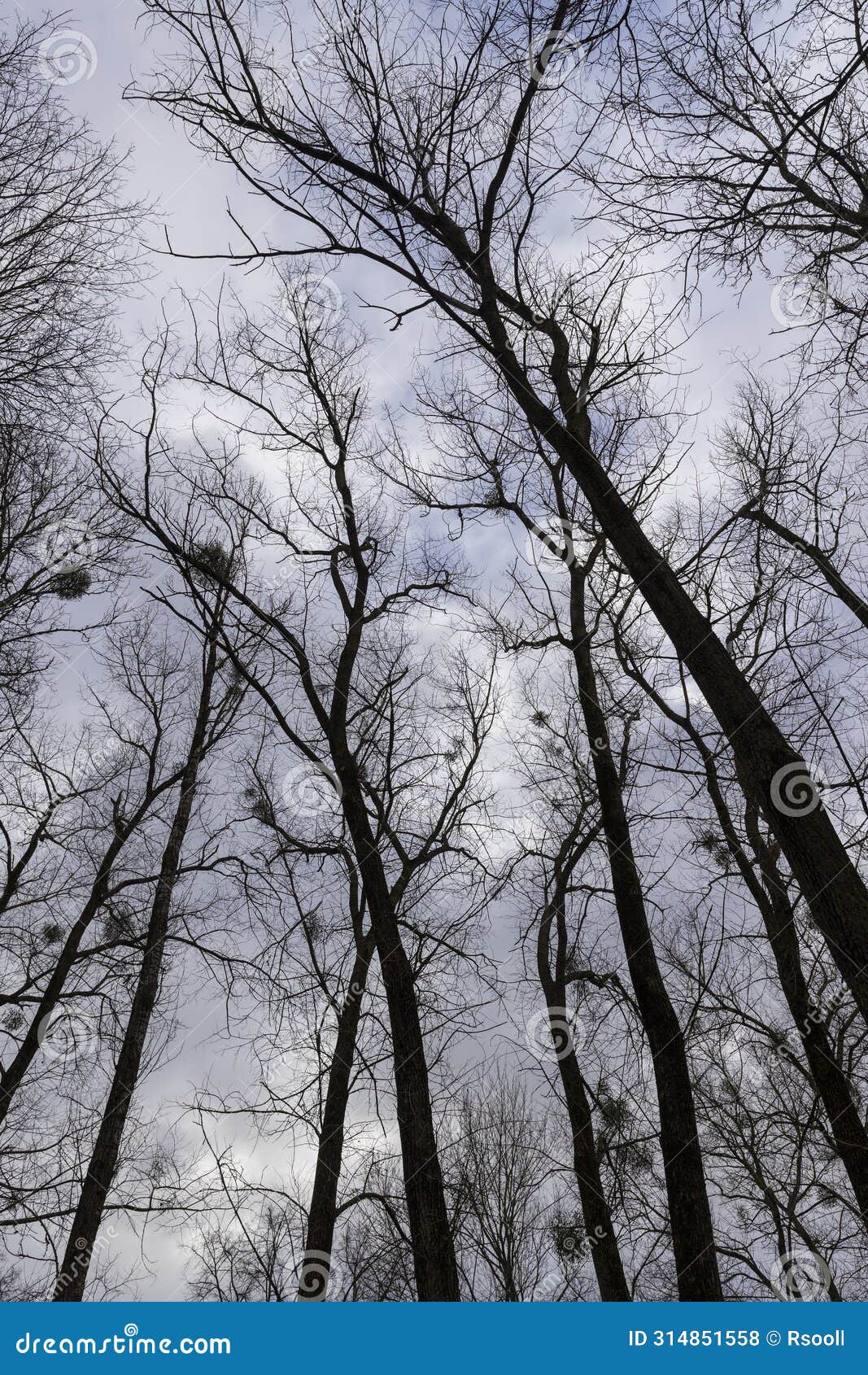 Maple Trees without Foliage in the Winter Season in the Forest Stock ...