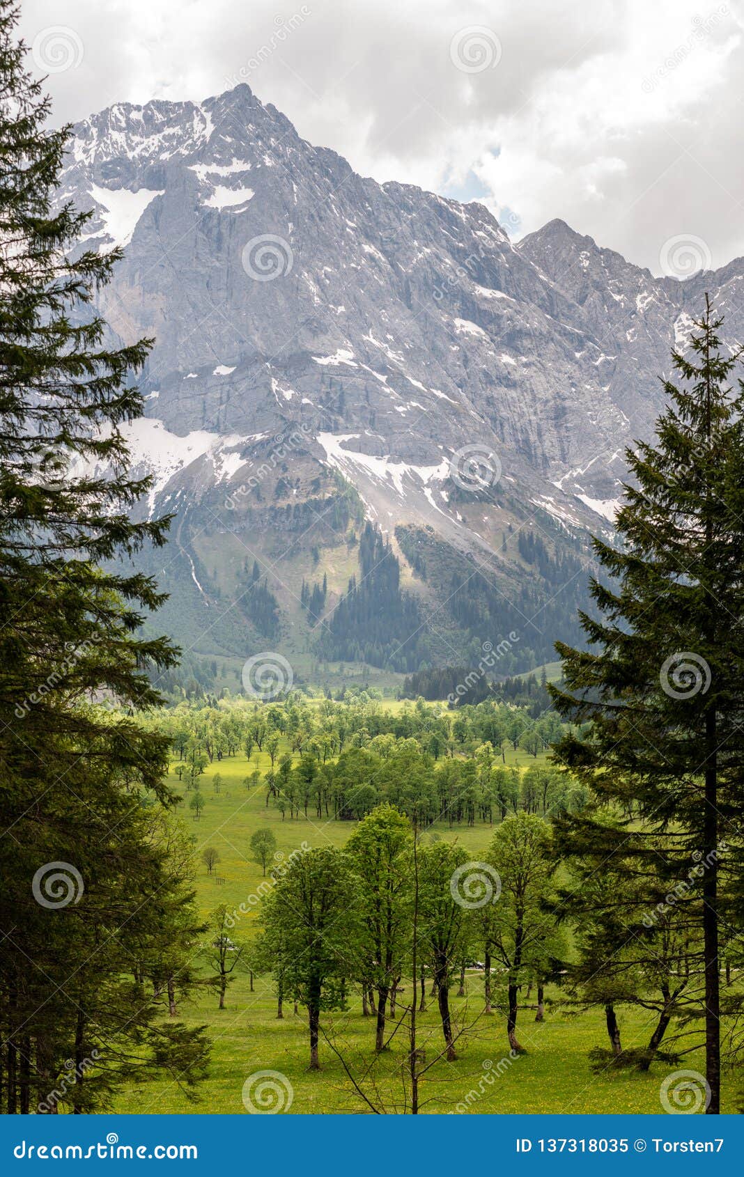 Maple Trees in Front of a Mountain Stock Image - Image of valley ...