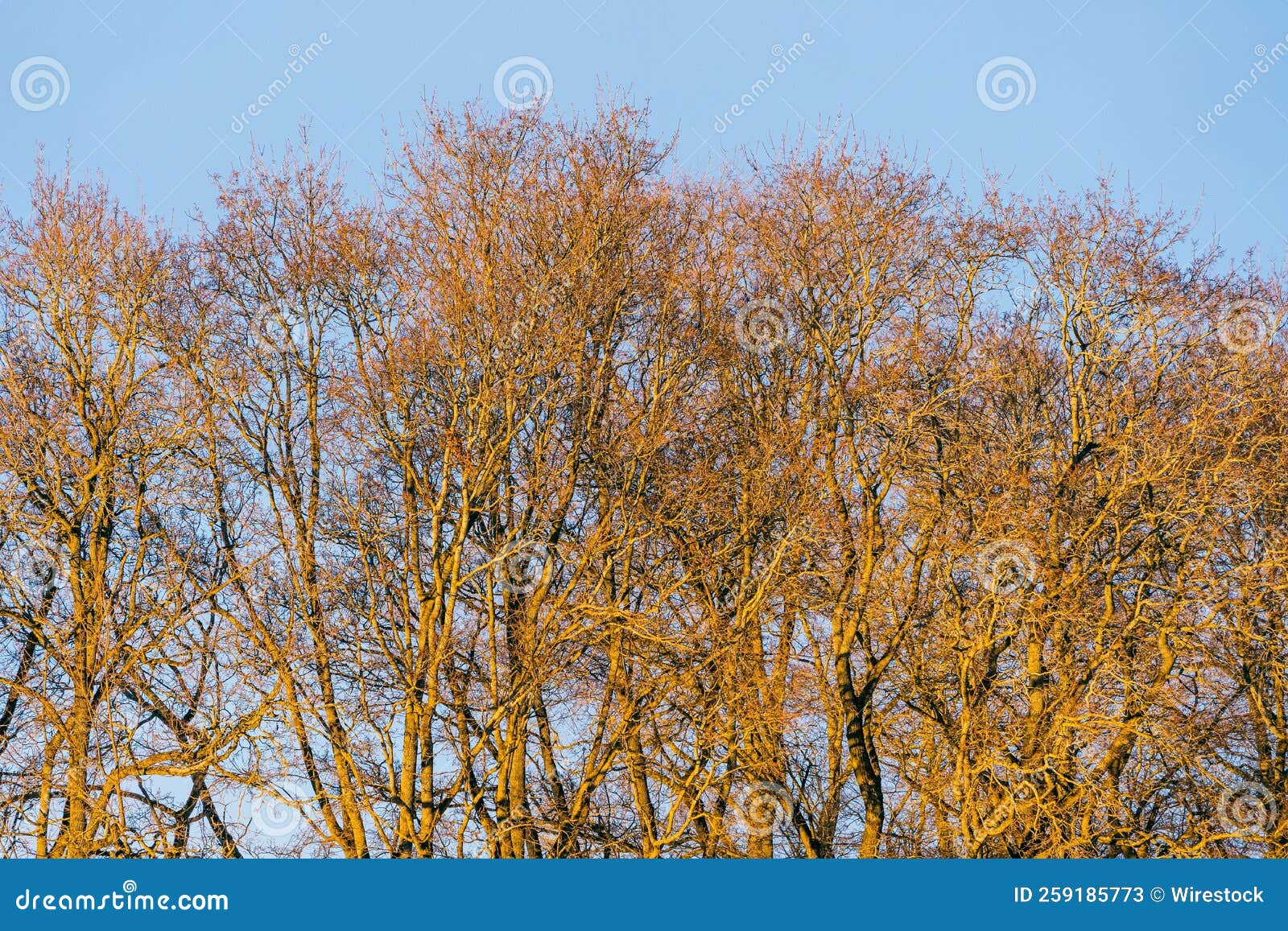 Maple Trees in the Golden Evening Light of Winter. Stock Image - Image ...