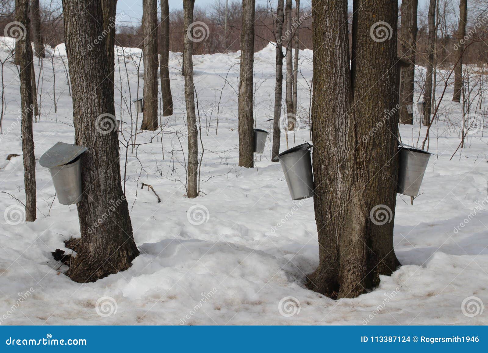 Maple trees stock photo. Image of freshness, shadow - 113387124