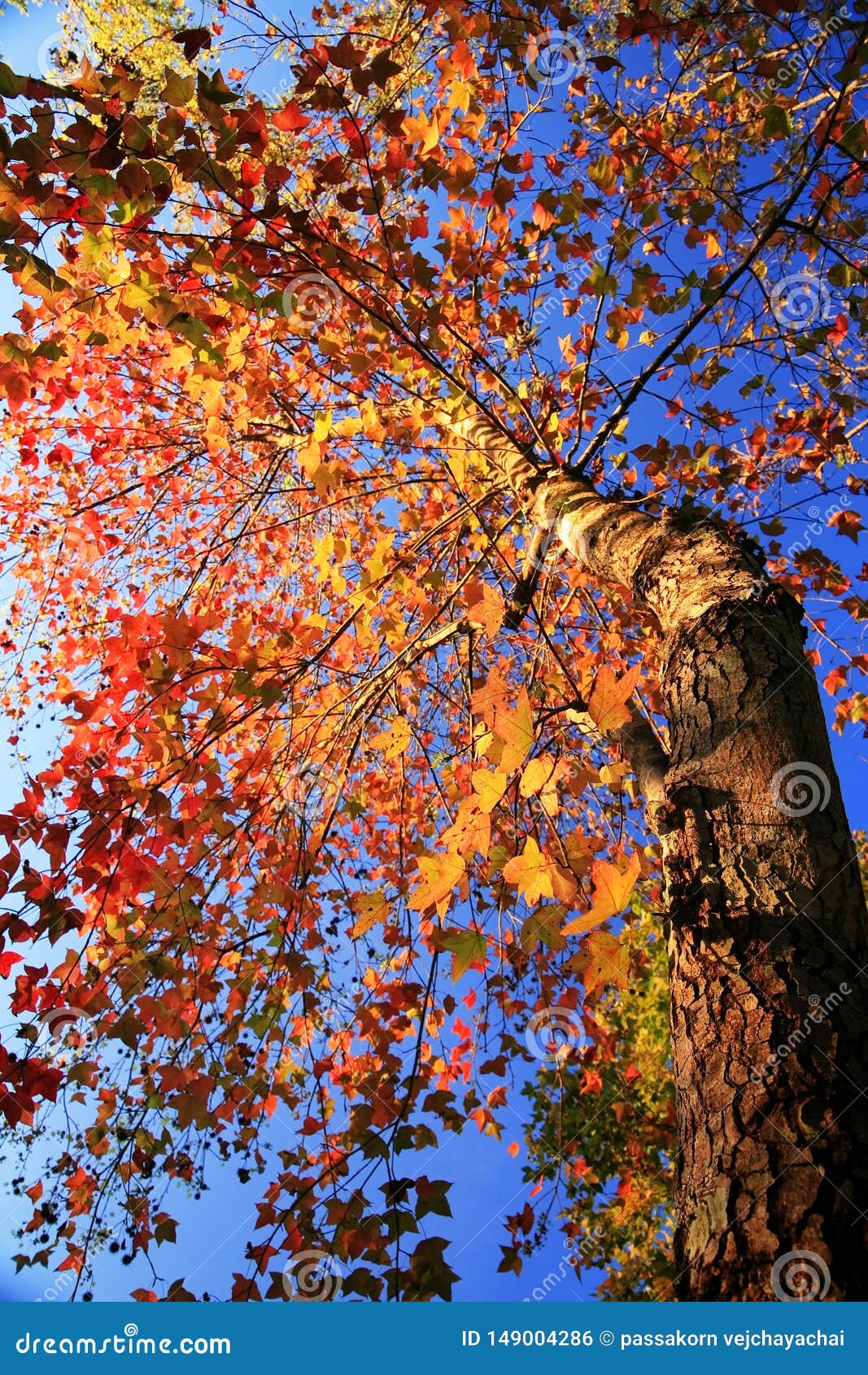 Maple trees stock photo. Image of flora, house, bouquet - 149004286