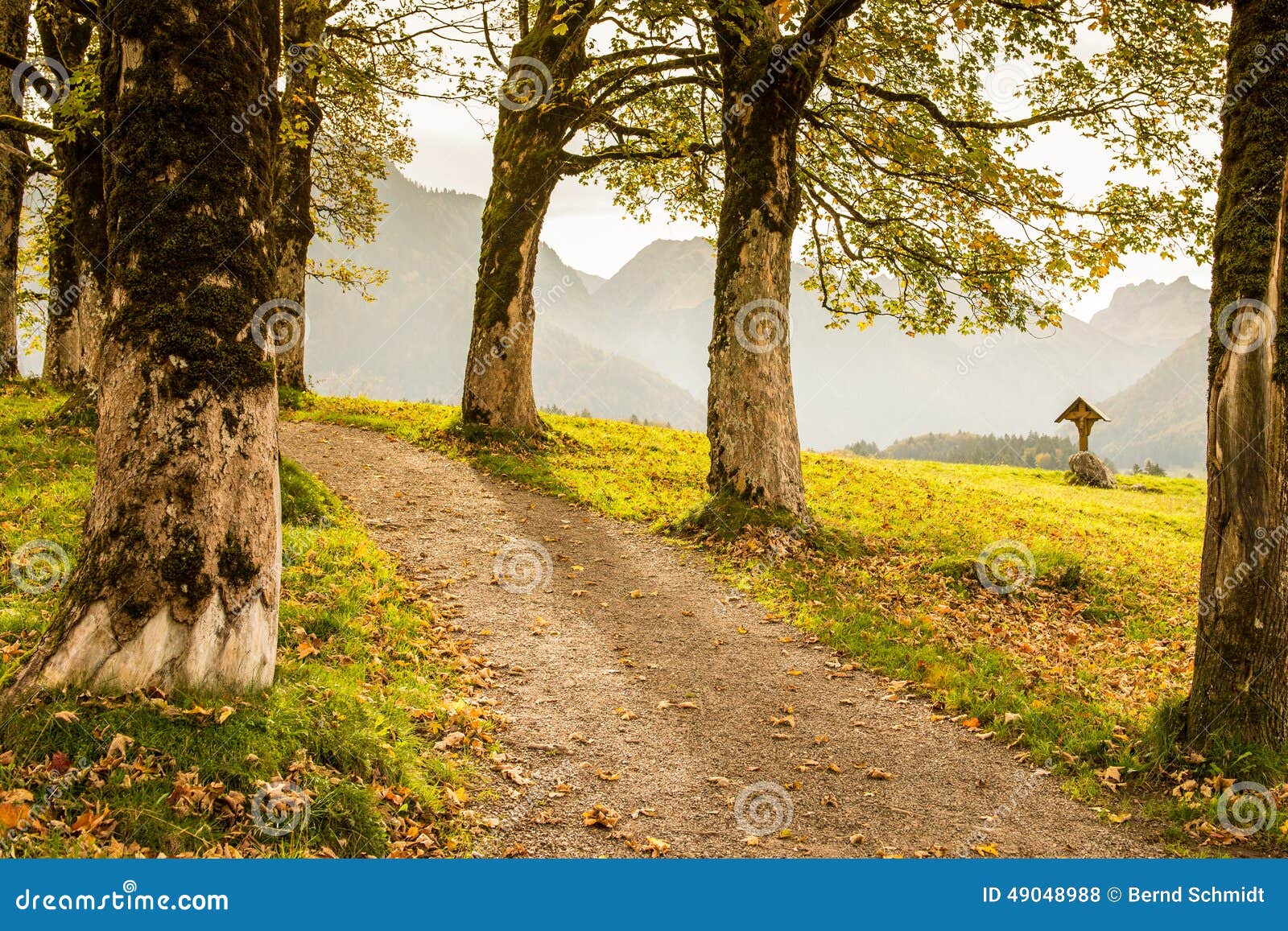 Maple Trees at a Mountain Trail Stock Photo - Image of backlight, path ...