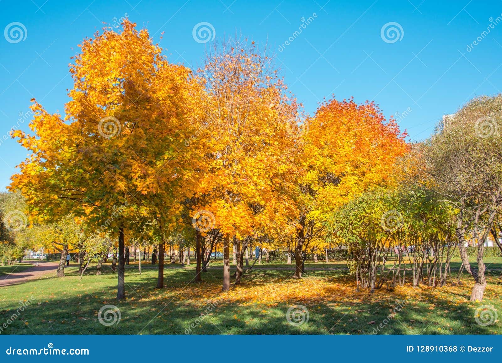Maple Trees in the Park in Autumn. Stock Photo - Image of nature ...