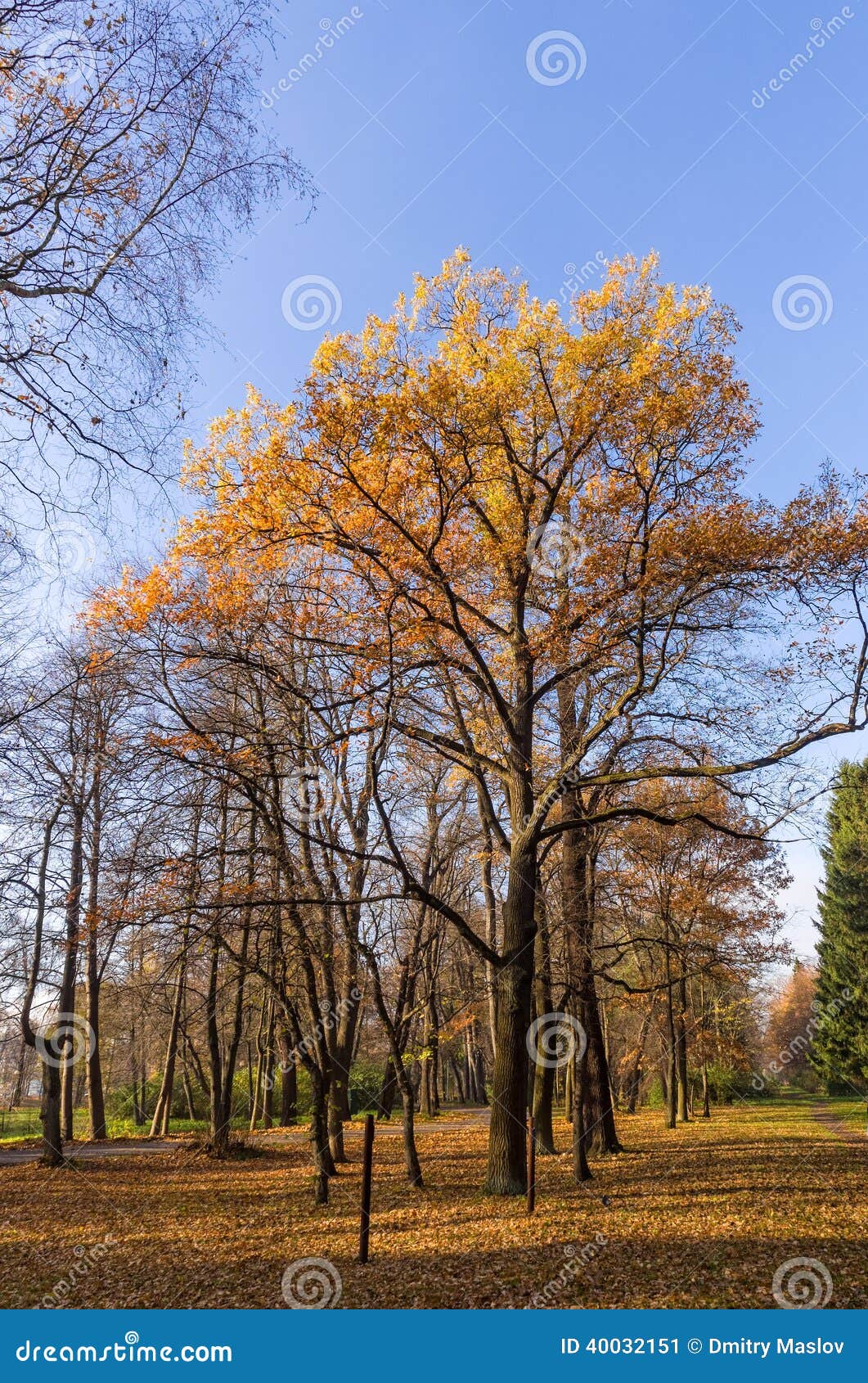 Maple trees in a park stock image. Image of colors, tree - 40032151
