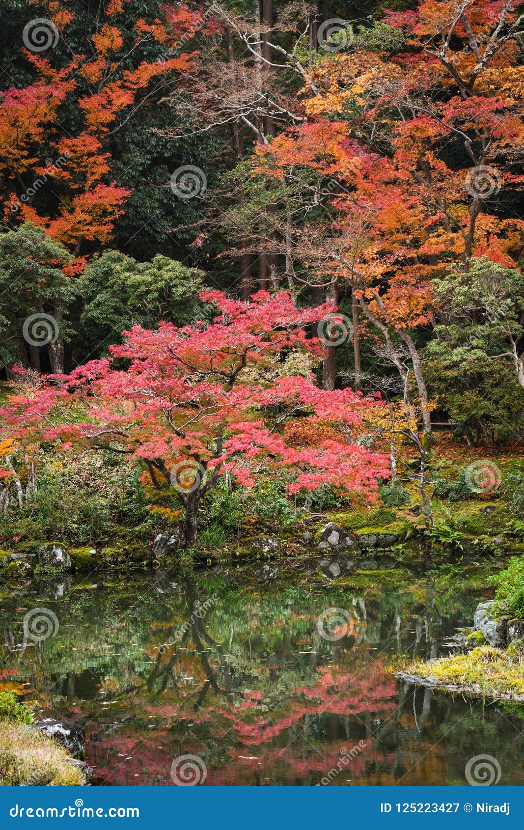 Maple Trees at Nara Park, Nara, Japan Stock Image - Image of plant ...