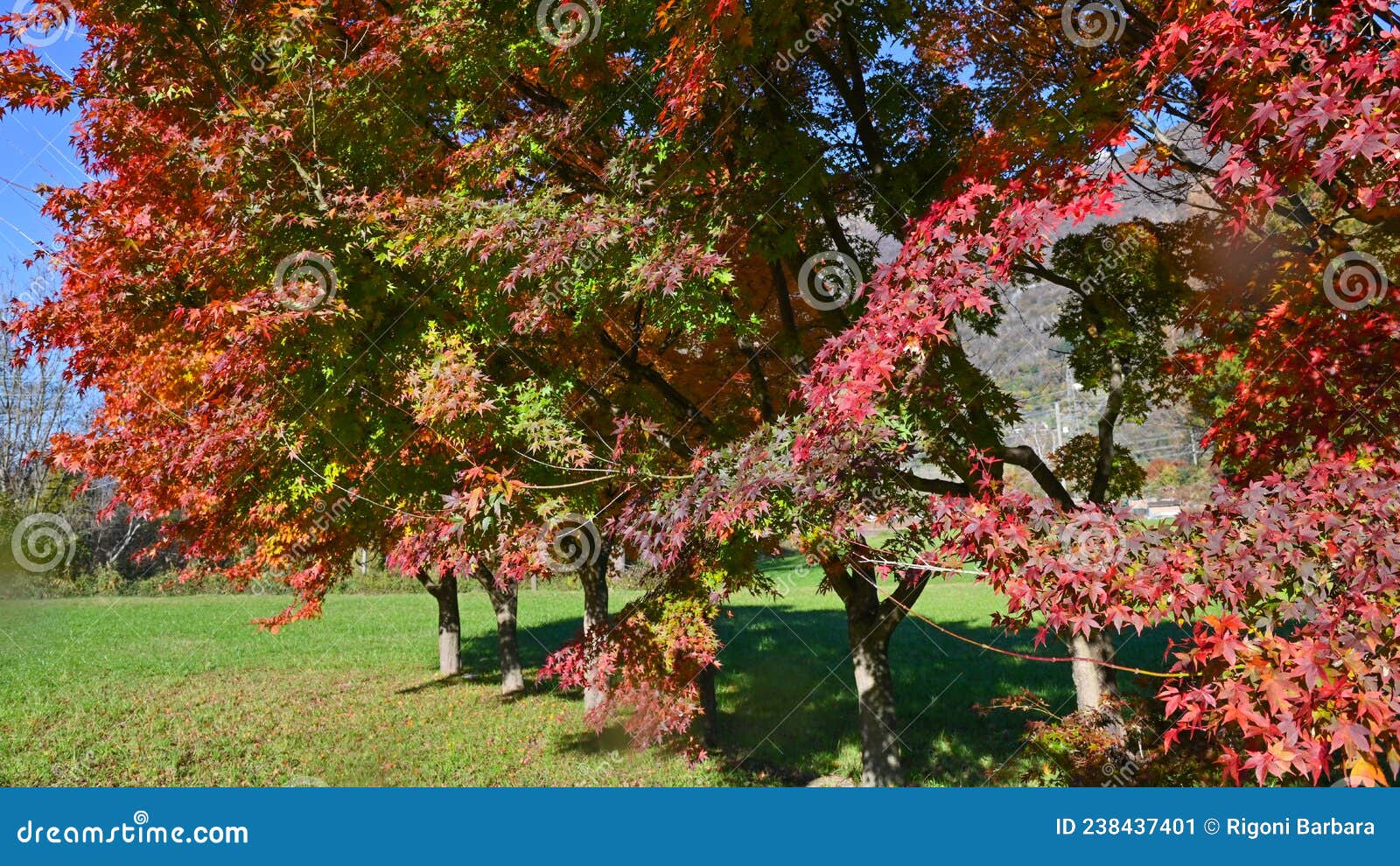 Maple Trees with Red Leaves, in the Fields Stock Image - Image of ...