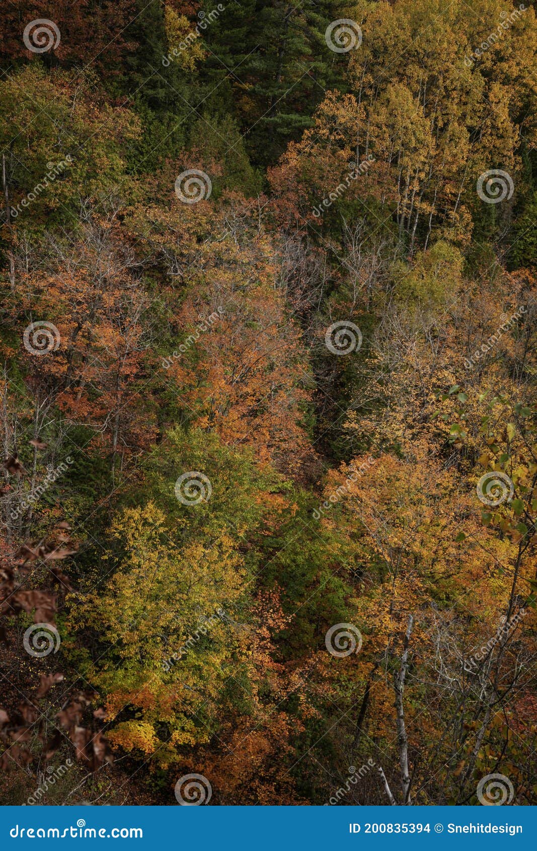 Maple Trees in the Valley in Autumn Time Stock Photo - Image of park ...