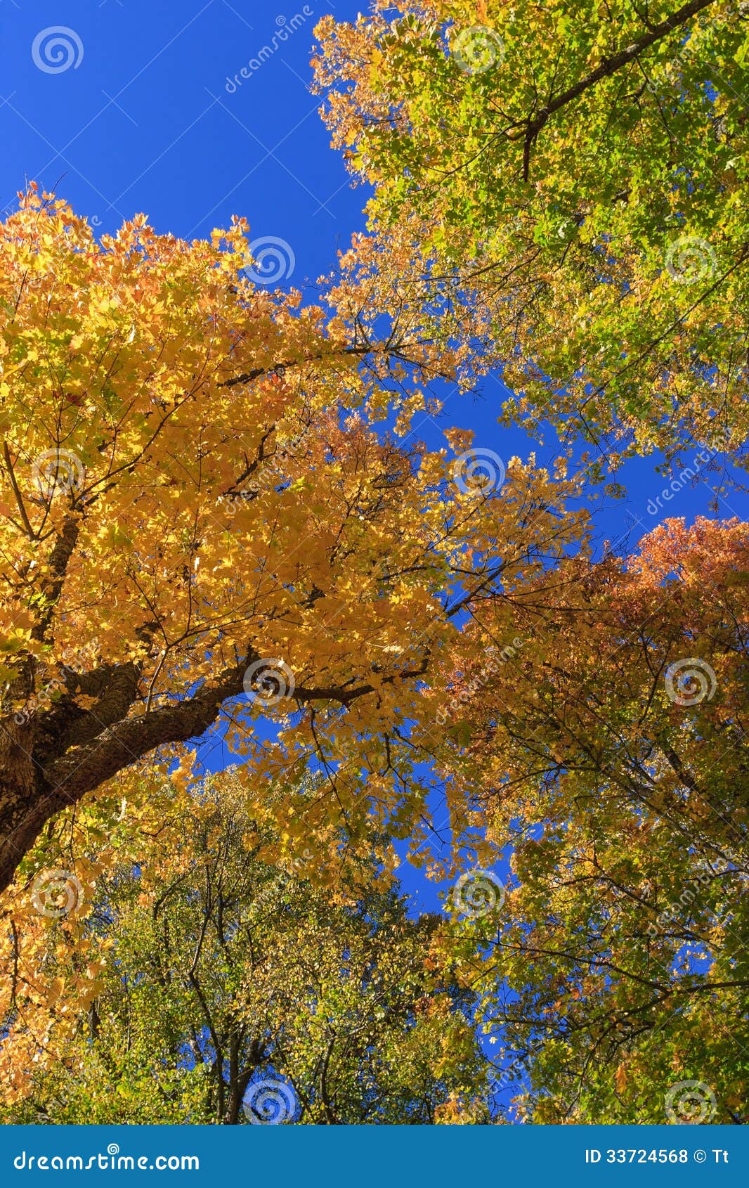 Maple treetops stock photo. Image of nature, deciduous - 33724568