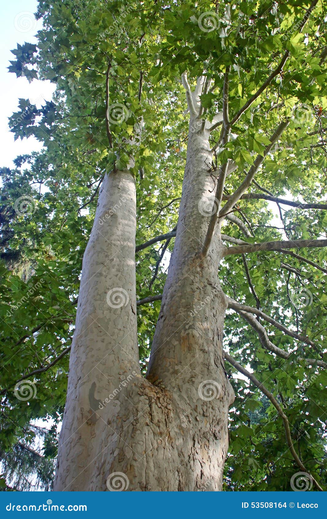 Maple stock photo. Image of tree, trunk, nature, leaf - 53508164