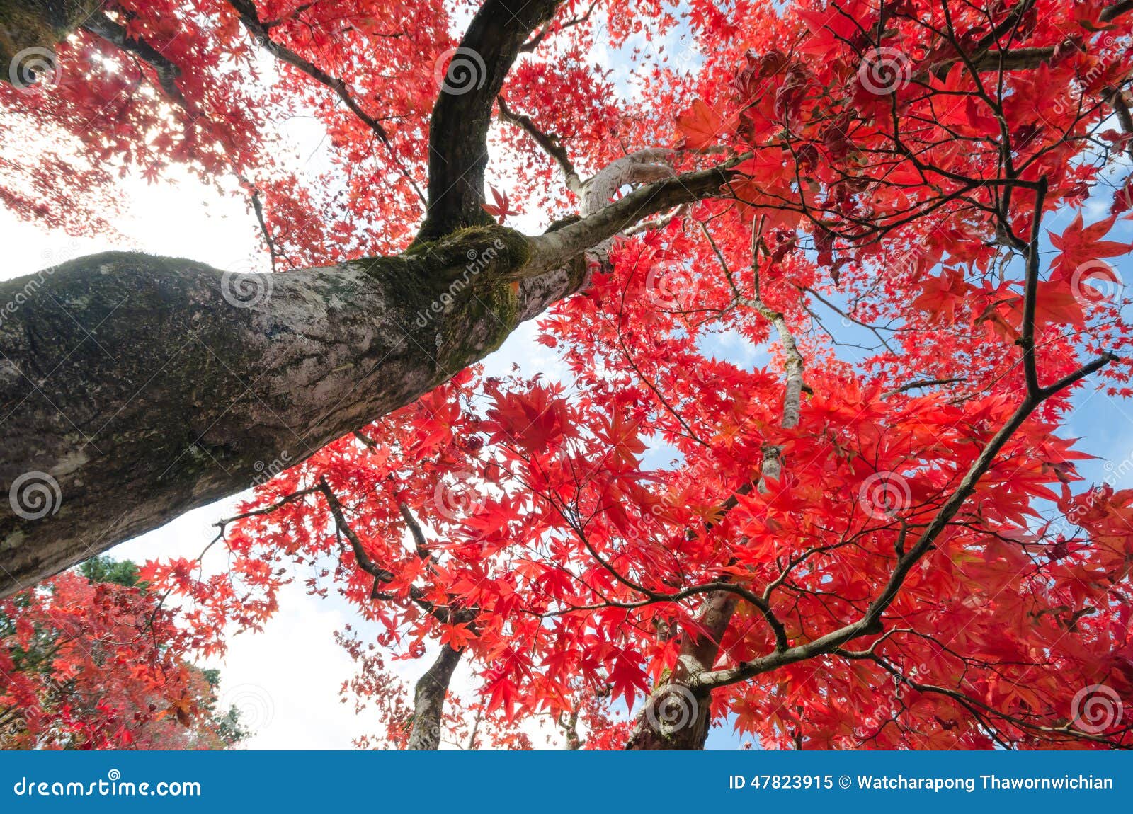 Maple trunk with red leaf stock image. Image of color - 47823915