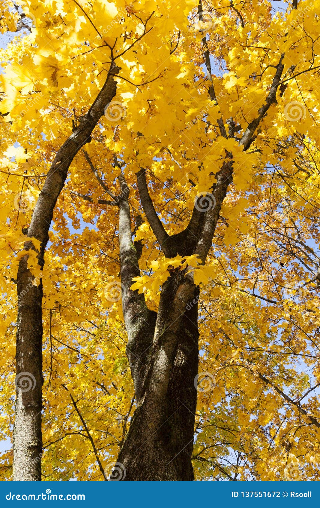 Maple trunk stock photo. Image of branch, shape, leaves - 137551672