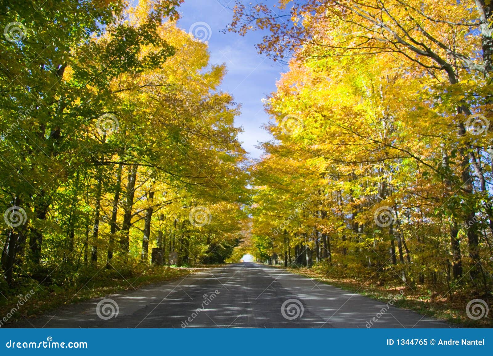 Maple tunnel stock image. Image of autumn, colour, colorful - 1344765