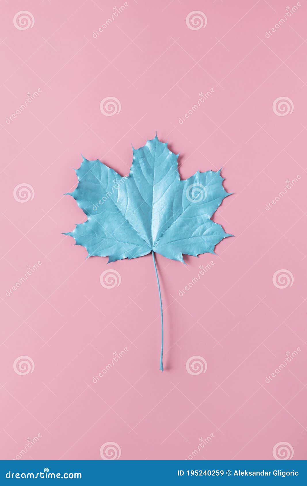 Maple Turquoise Leaf on Pink Background Stock Image - Image of fashion ...