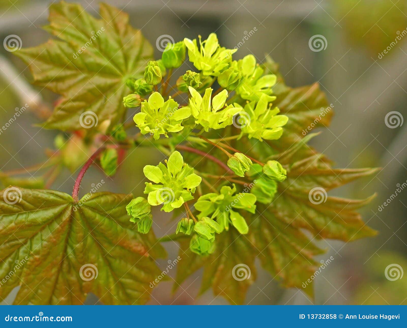 Maple twig stock photo. Image of leaf, spray, tree, plant - 13732858