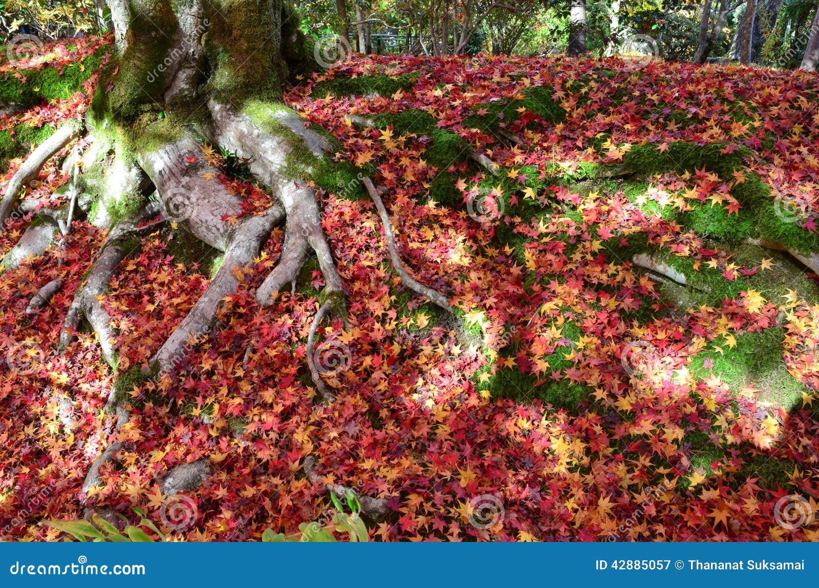 Maple under tree stock image. Image of maples, beautiful - 42885057
