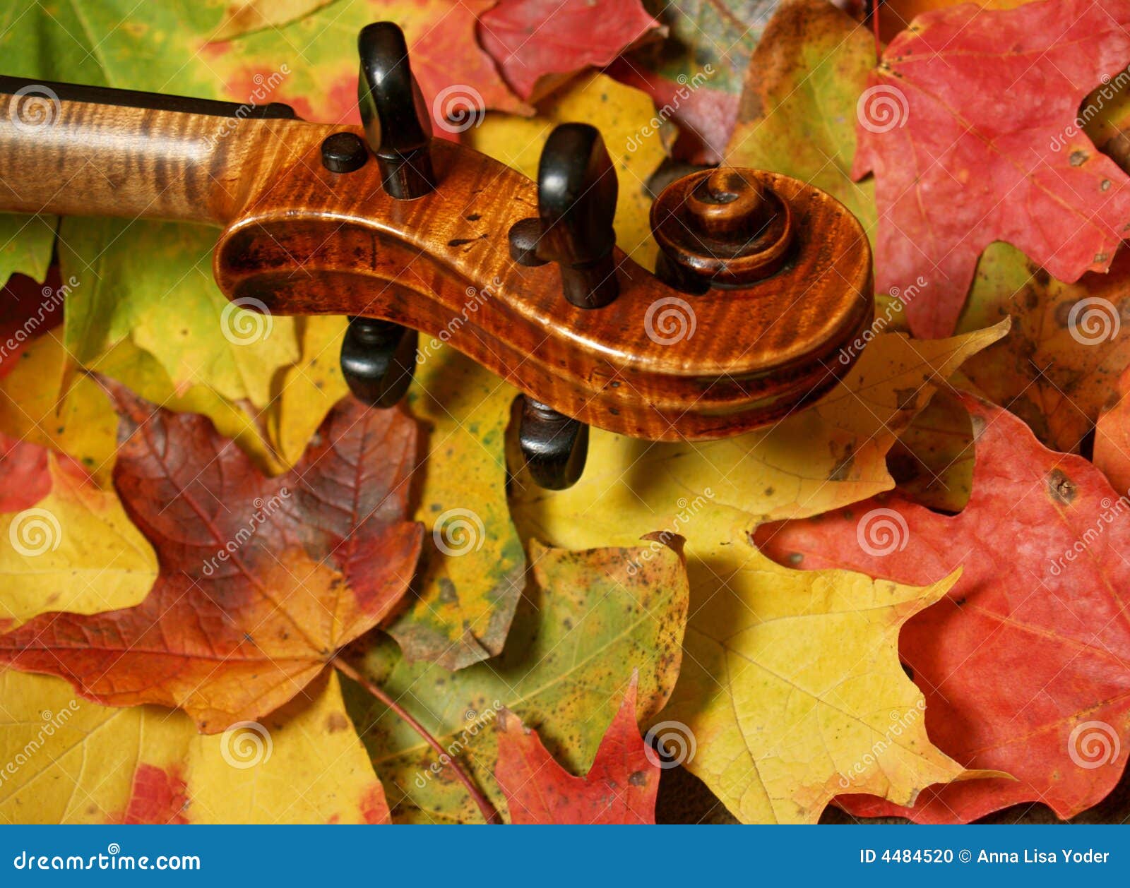 Maple Violin Scroll & Autumn Leaves Stock Photo - Image of nature, fall ...