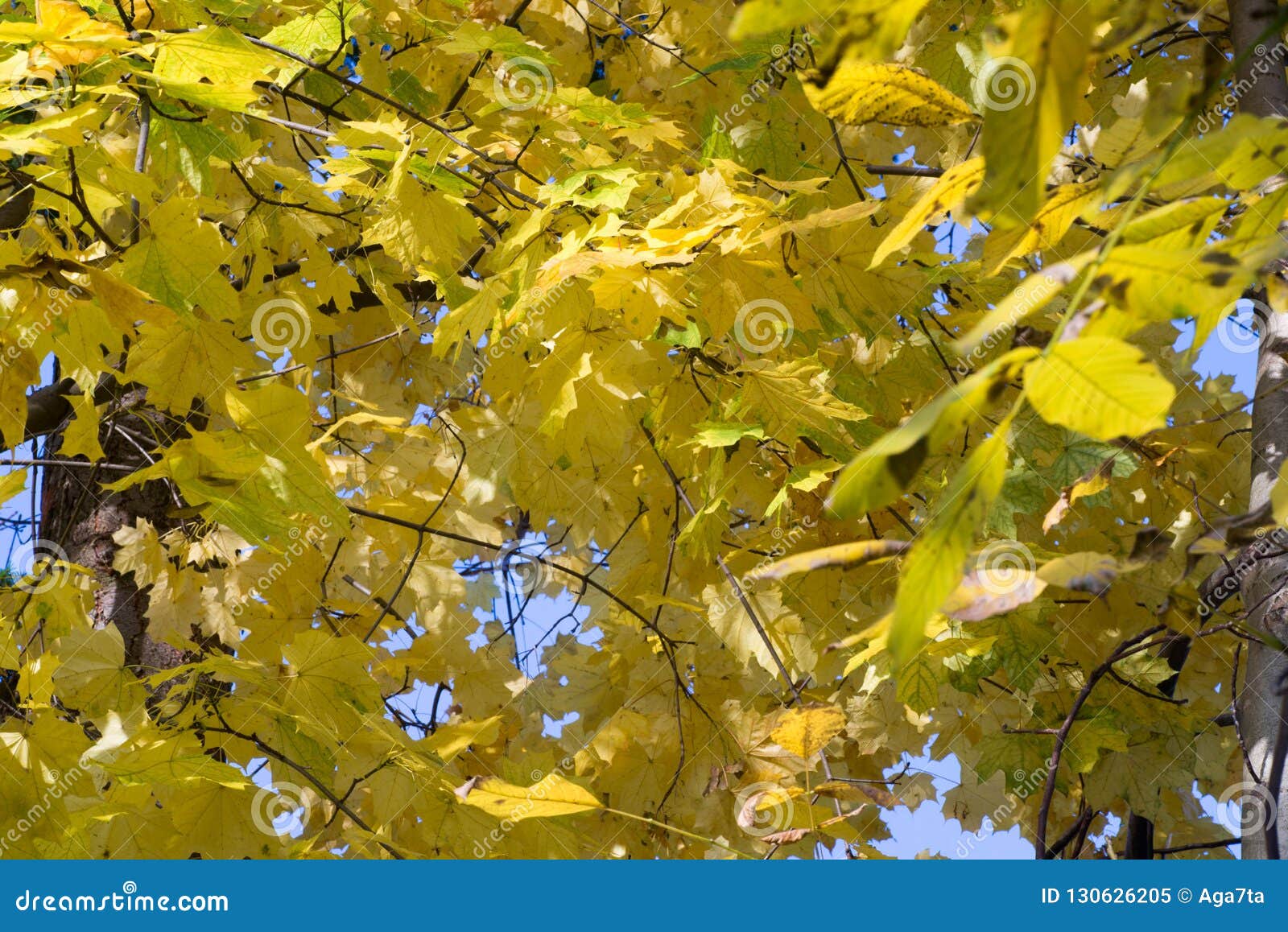 Maple and Walnut Tree Yellow Fall Leaves on Blue Sky Stock Image ...