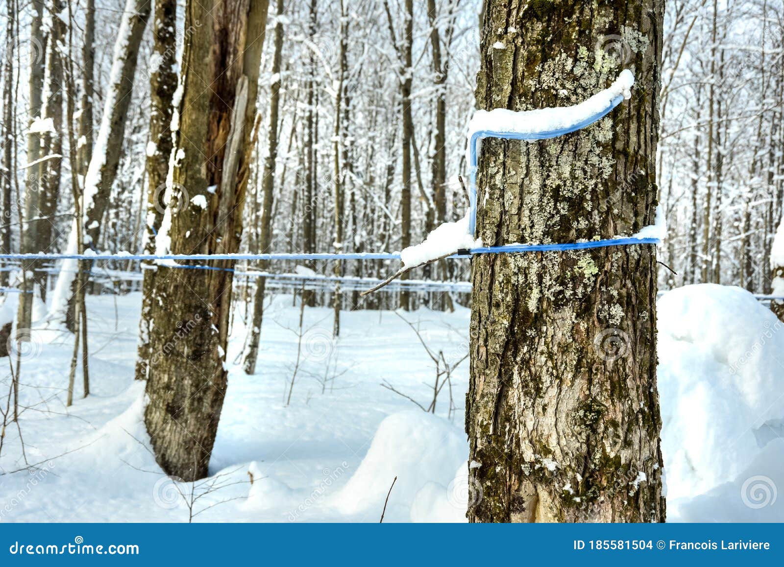 Maple Water Tubing in a Snowy Maple Forest in Winter Stock Photo ...