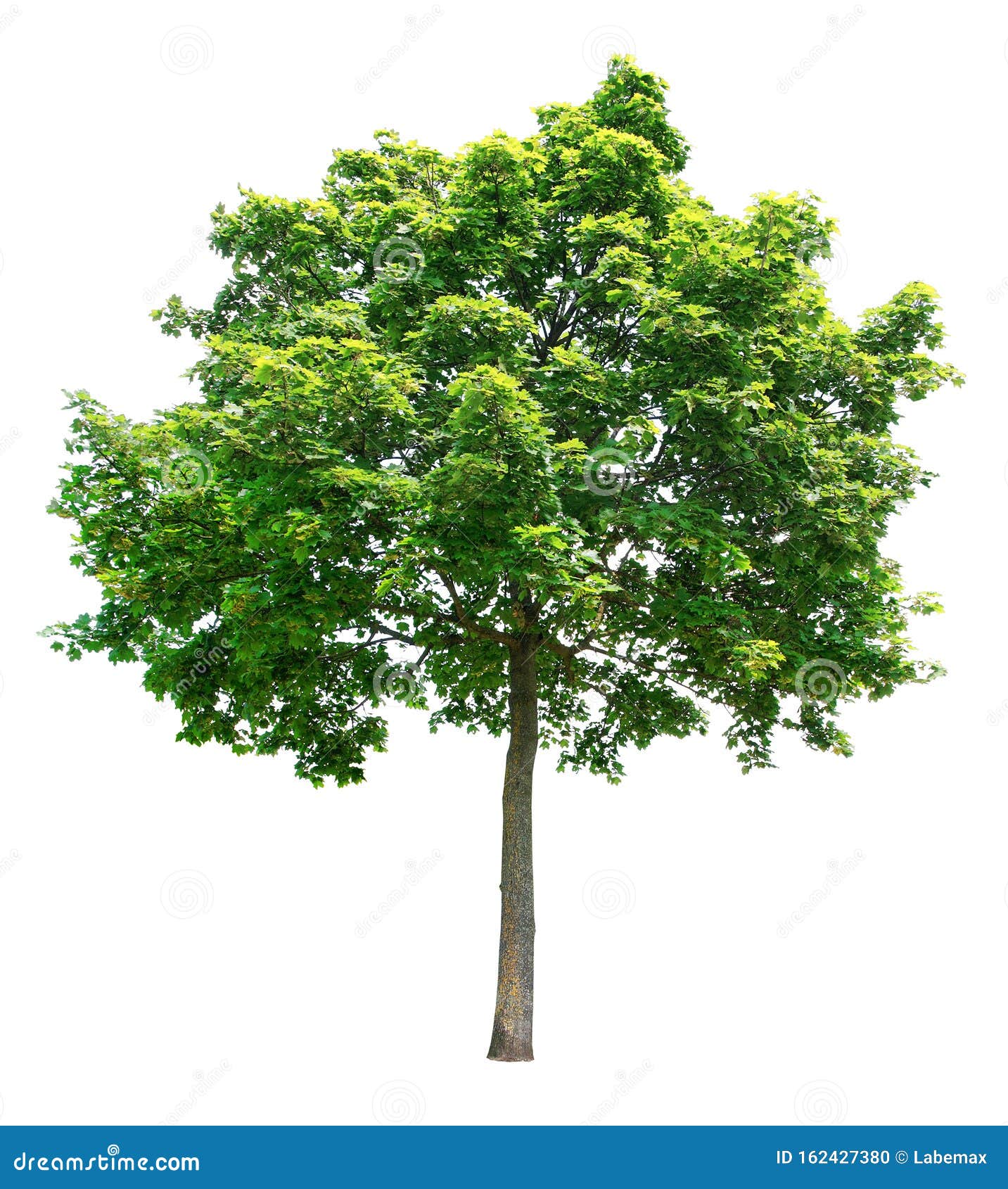 Maple on a White Background. Stock Photo - Image of leaves, environment ...