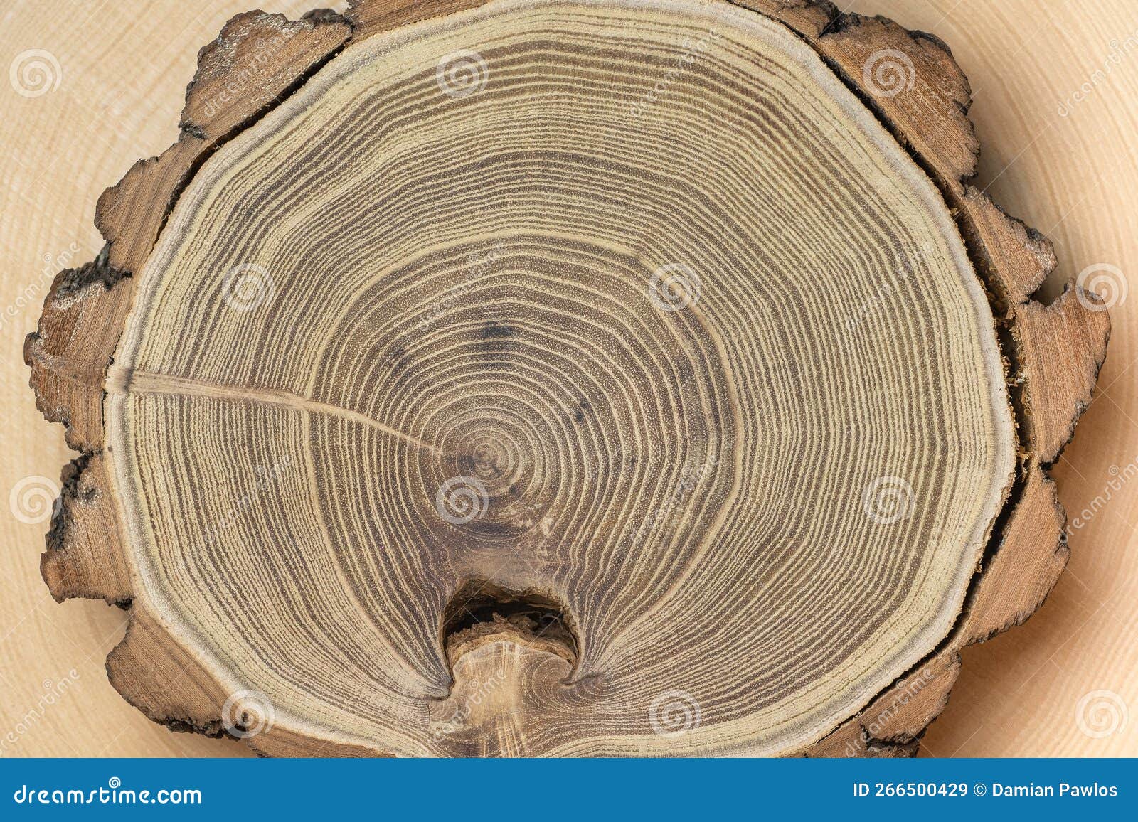Maple Wood Slice Showing Cross-section Pattern Stock Image - Image of ...