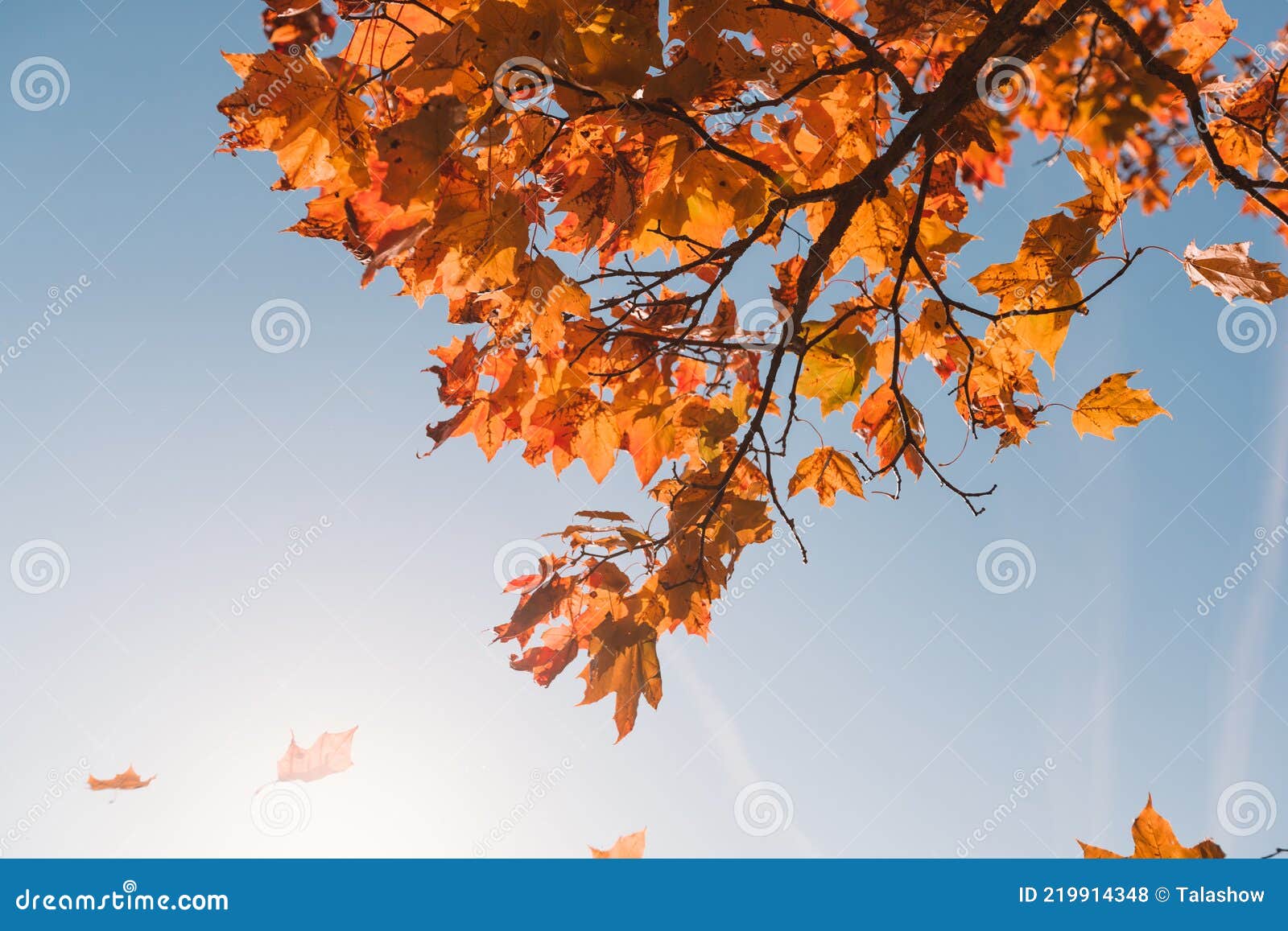 Maple Yellow Leaves Fall from a Tree. Golden Maple Leaves on a Tree in ...